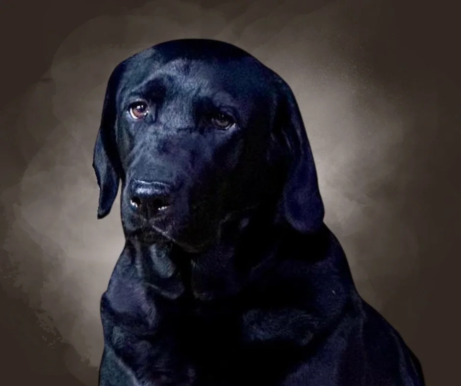 Quality AKC English Labrador Puppies | Iowa Breeder