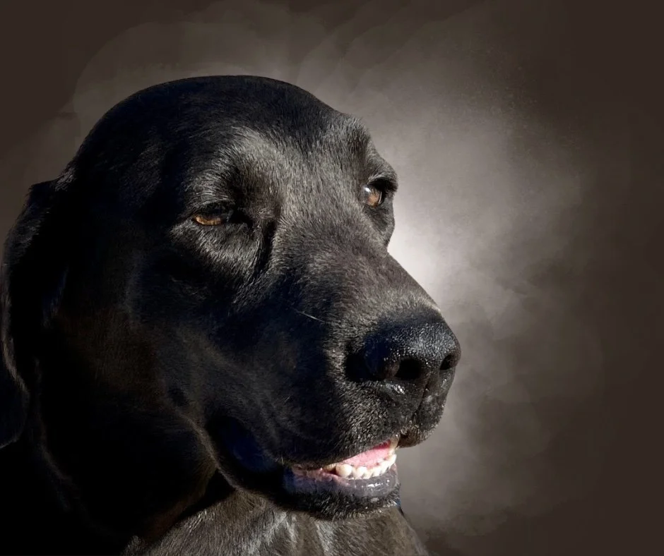 Quality AKC English Labrador Puppies | Iowa Breeder