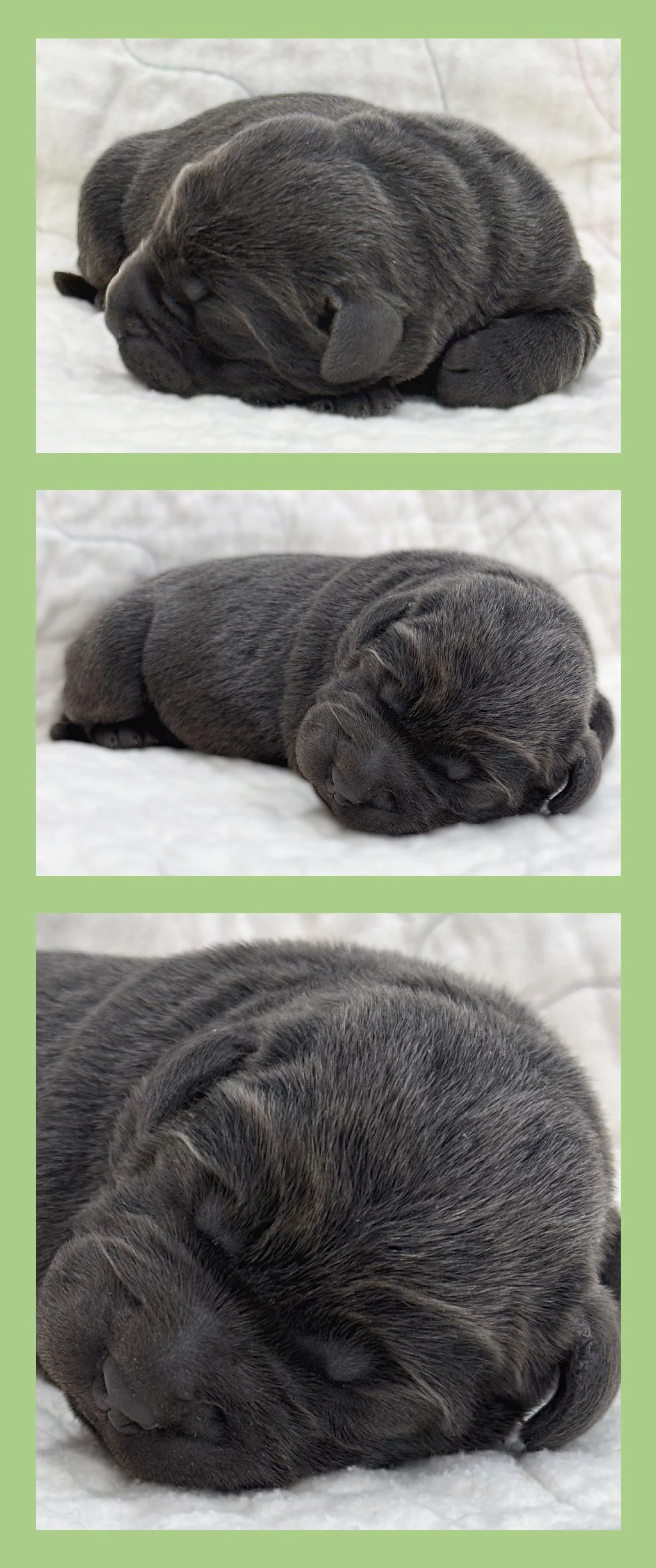 Preparing Your Home for a Labrador Puppy — CaveInn Labradors