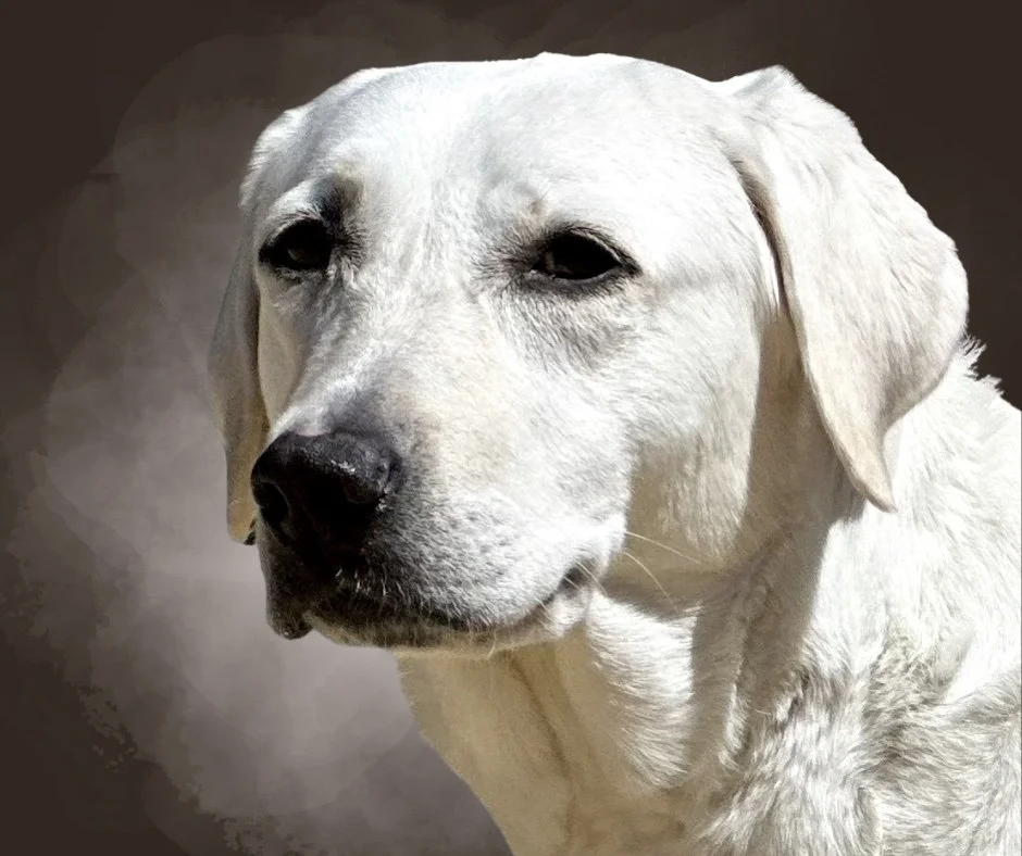 Quality AKC English Labrador Puppies | Iowa Breeder