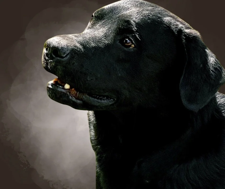 Quality AKC English Labrador Puppies | Iowa Breeder