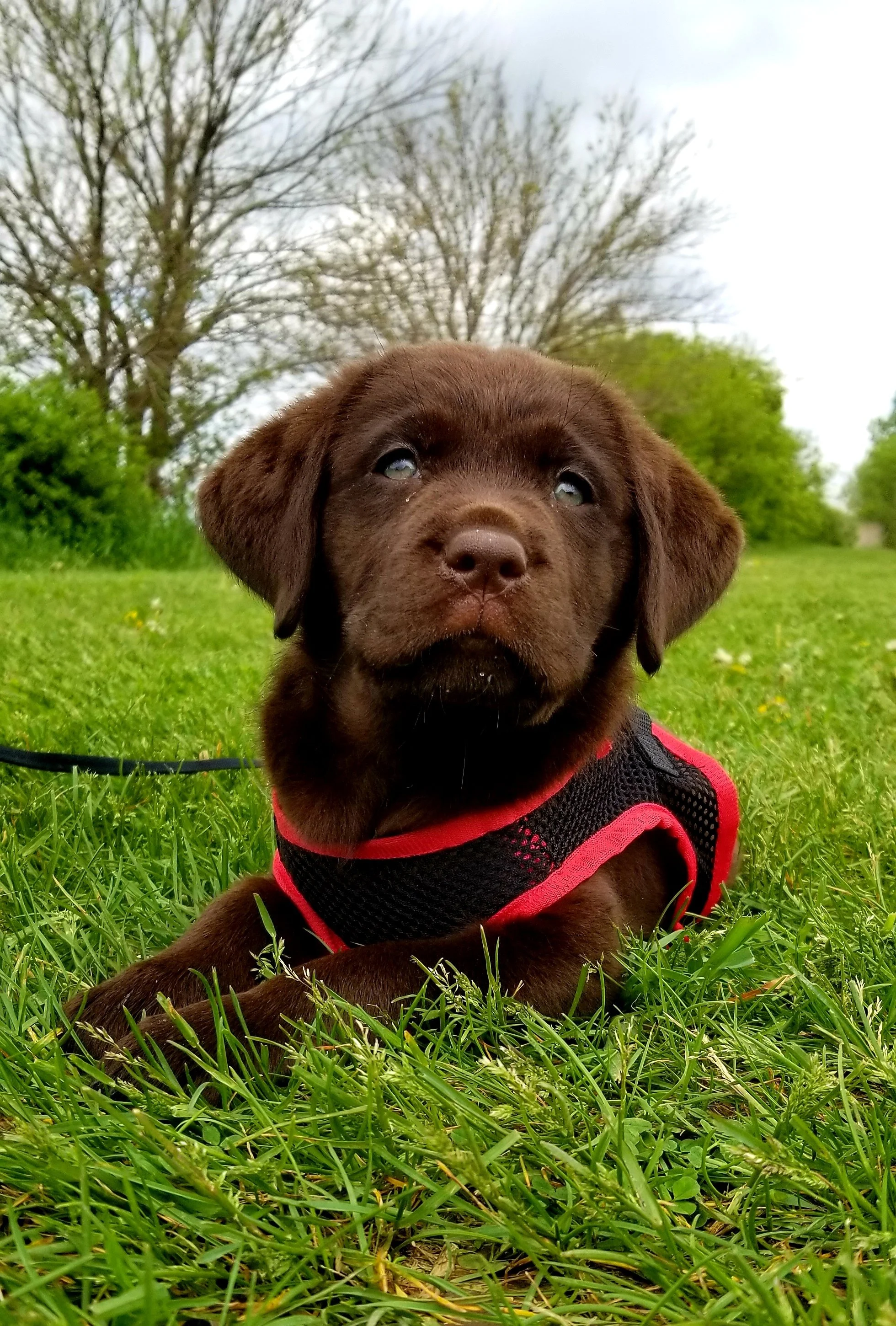 Puppy Waiting List | Reserve Yours Today — CaveInn Labradors