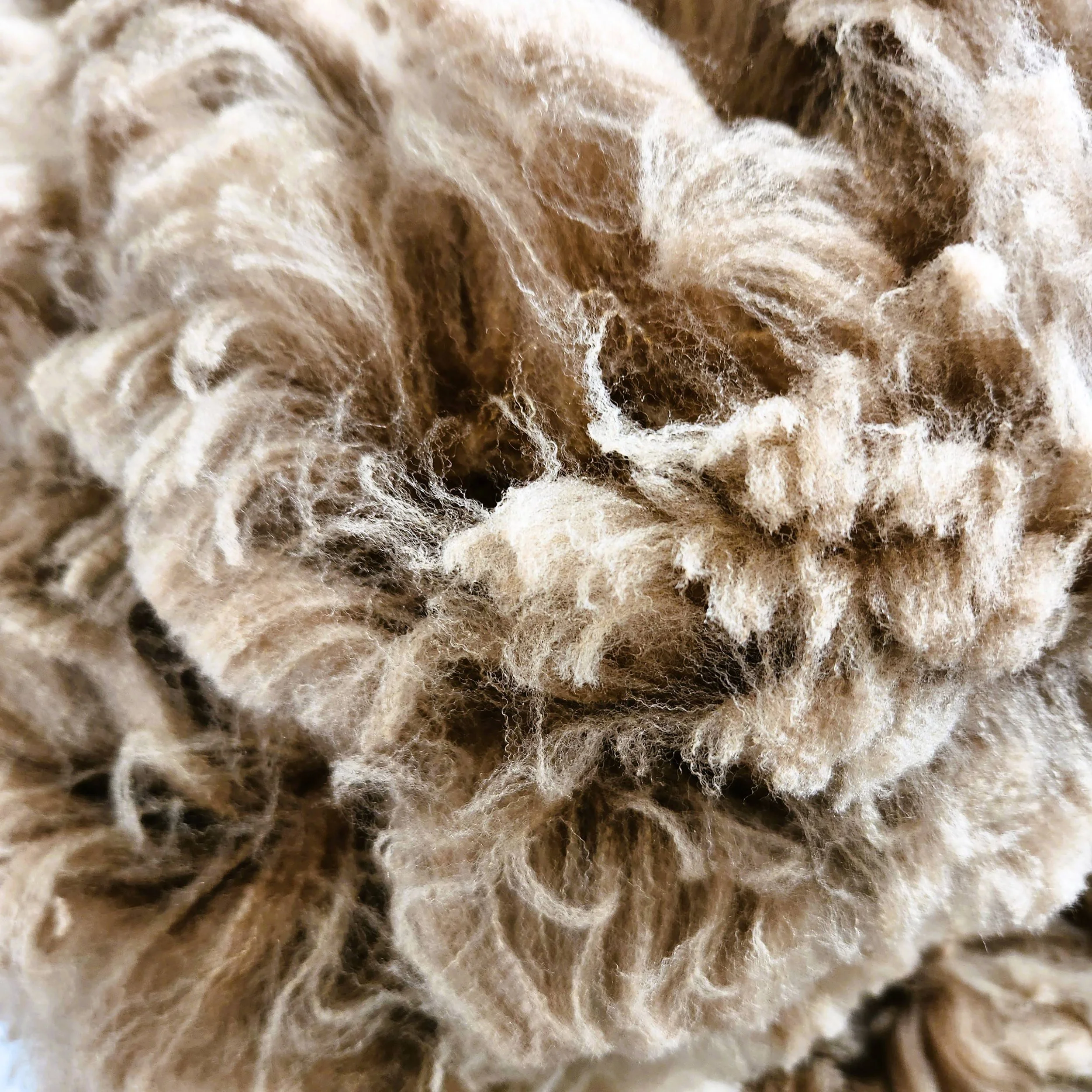 Shop Luxury Wool Fleece — English Blue Ribbon Farm