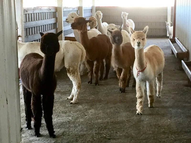 High Desert Wool Growers