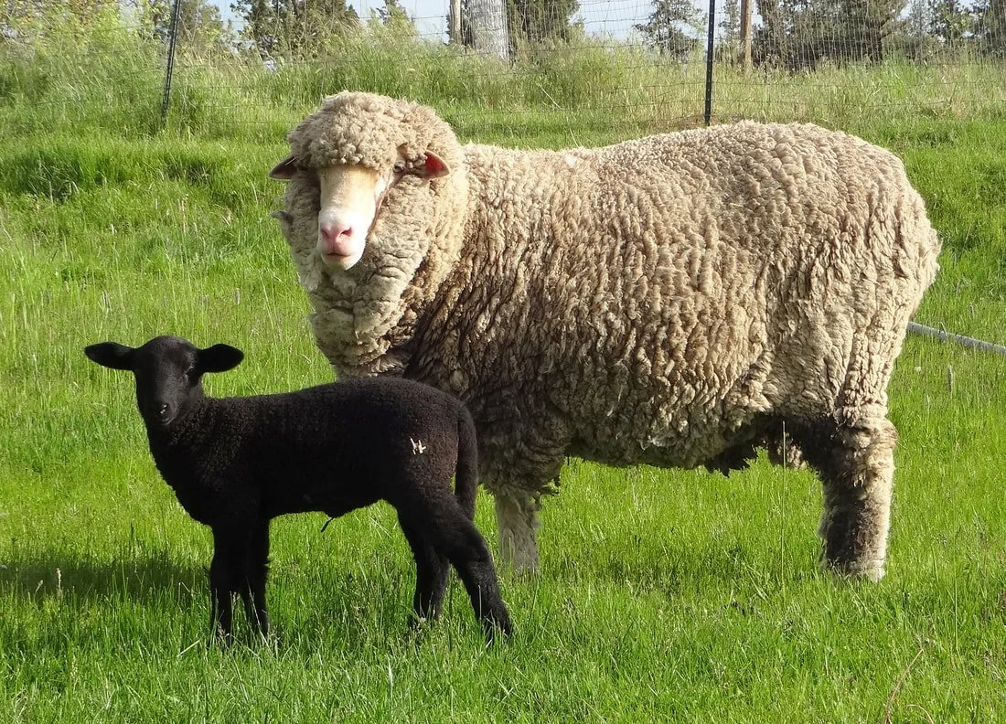High Desert Wool Growers