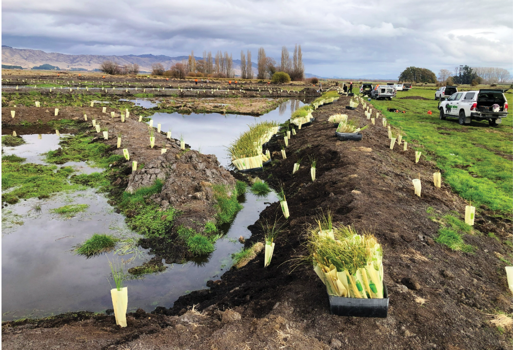 DELANY WETLAND — Amuri Irrigation Projects