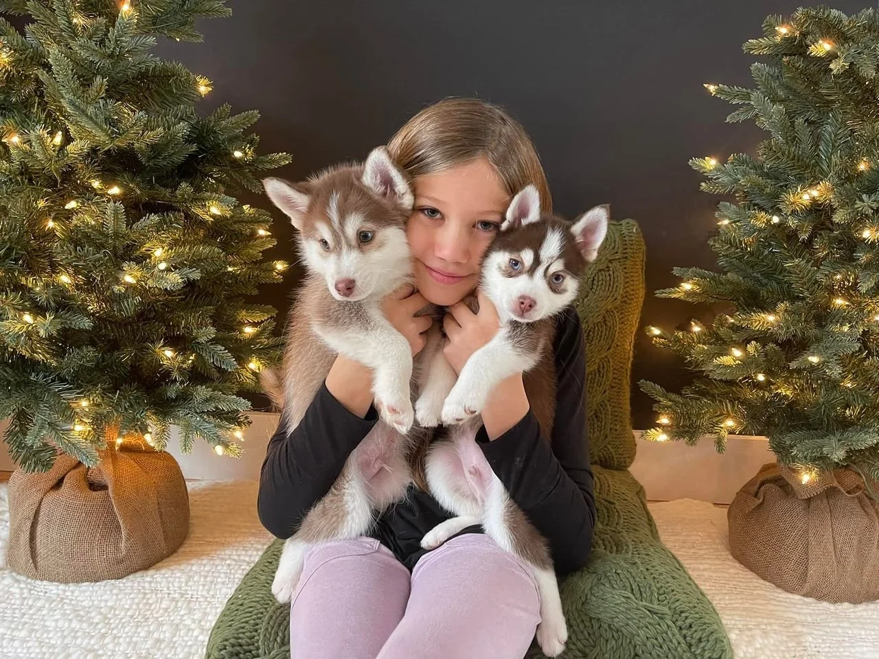 West Bay Pomsky - Adorable Pomsky Puppies for Sale in Michigan
