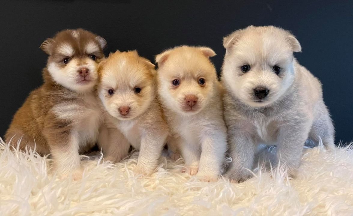 Available Puppies | Pomsky Puppies Now Available for Adoption in ...