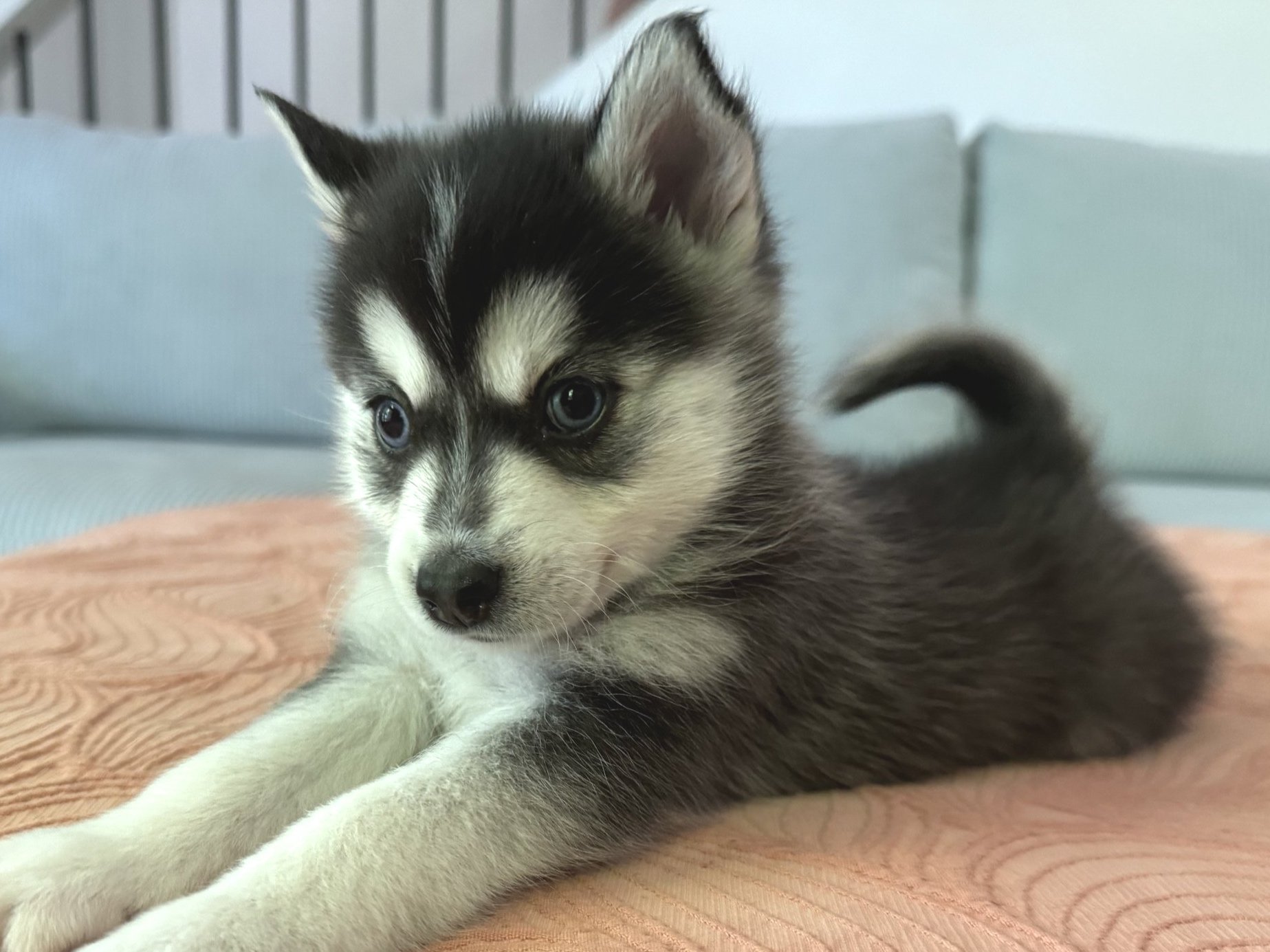 West Bay Pomsky - Adorable Pomsky Puppies for Sale in Michigan