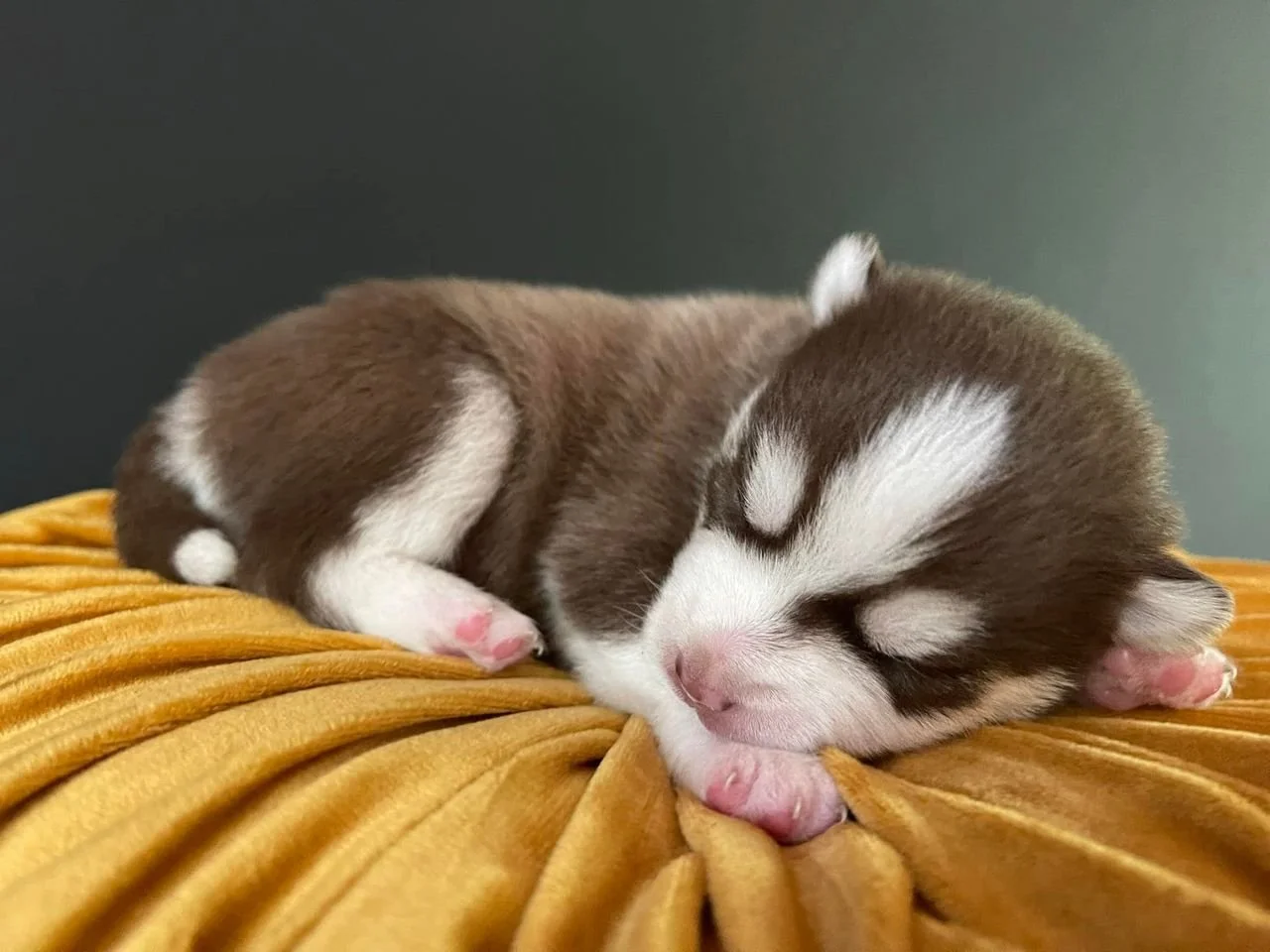 Pomsky Puppy Becomes Designated Princess — West Bay Pomsky