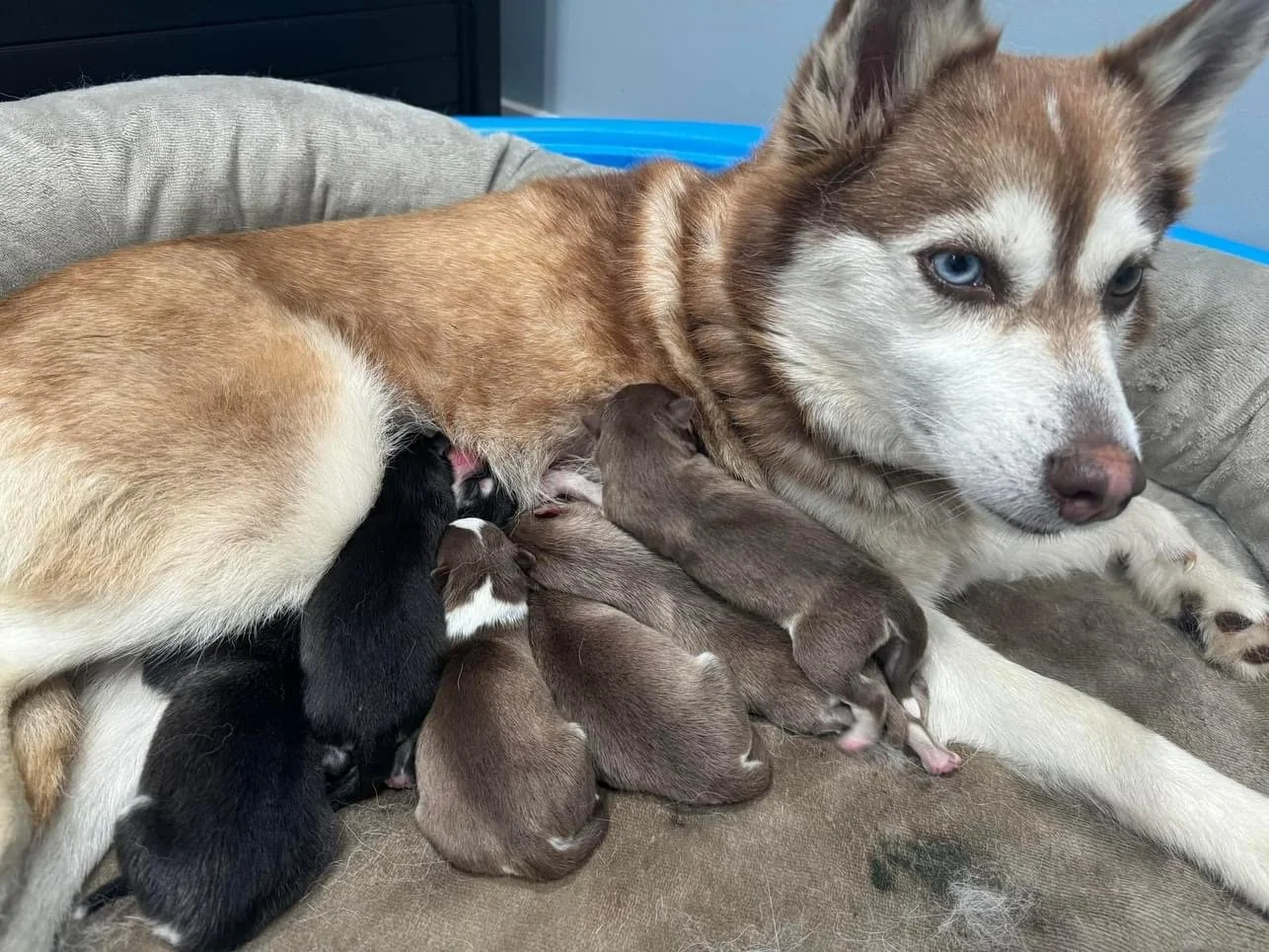 West Bay Pomsky - Adorable Pomsky Puppies for Sale in Michigan