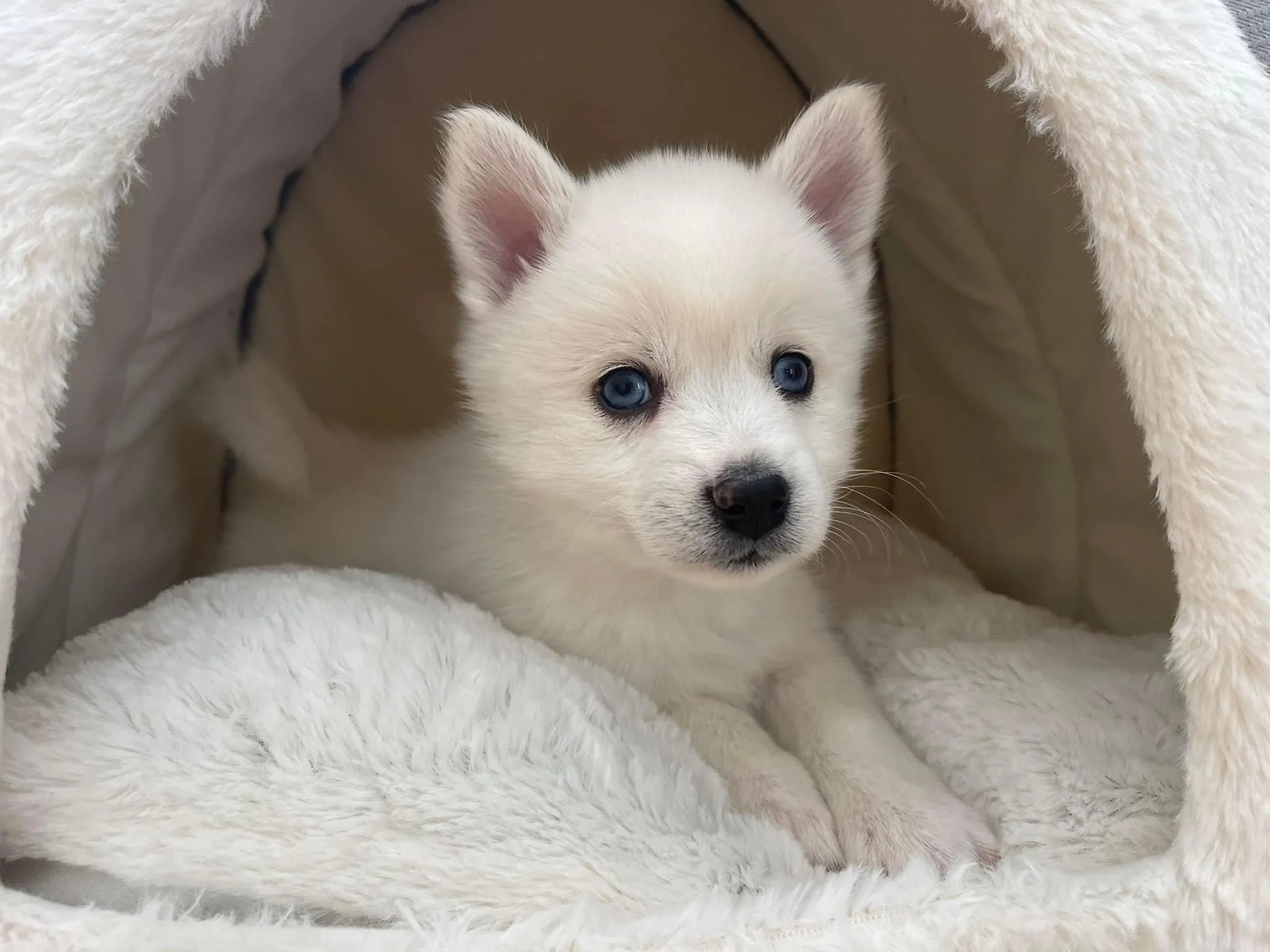 Pomsky Parents | Breeding Healthy Pomsky Puppies Guaranteed — West Bay ...