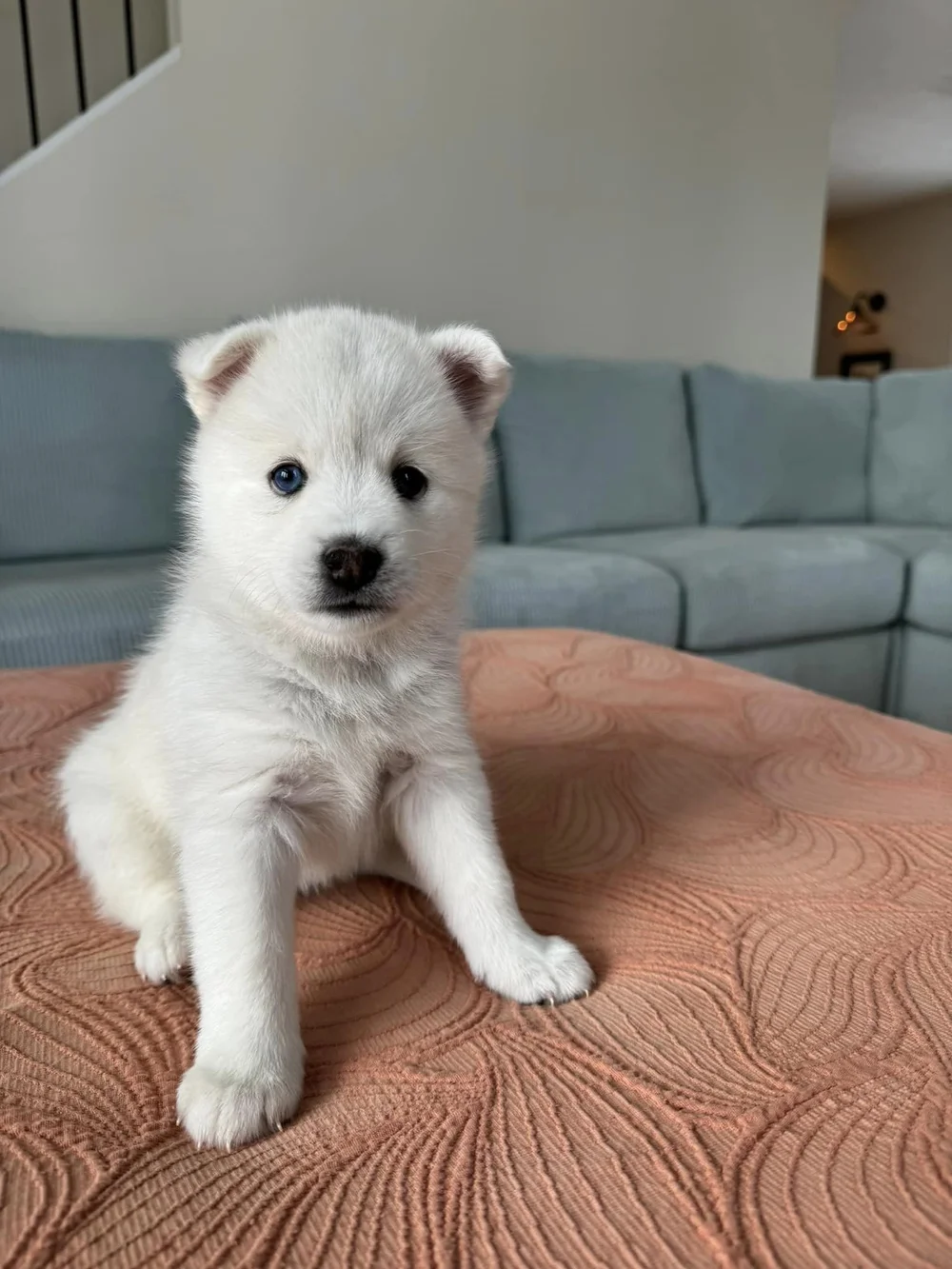 Available Puppies | Pomsky Puppies sale in Michigan | Shipped anywhere ...