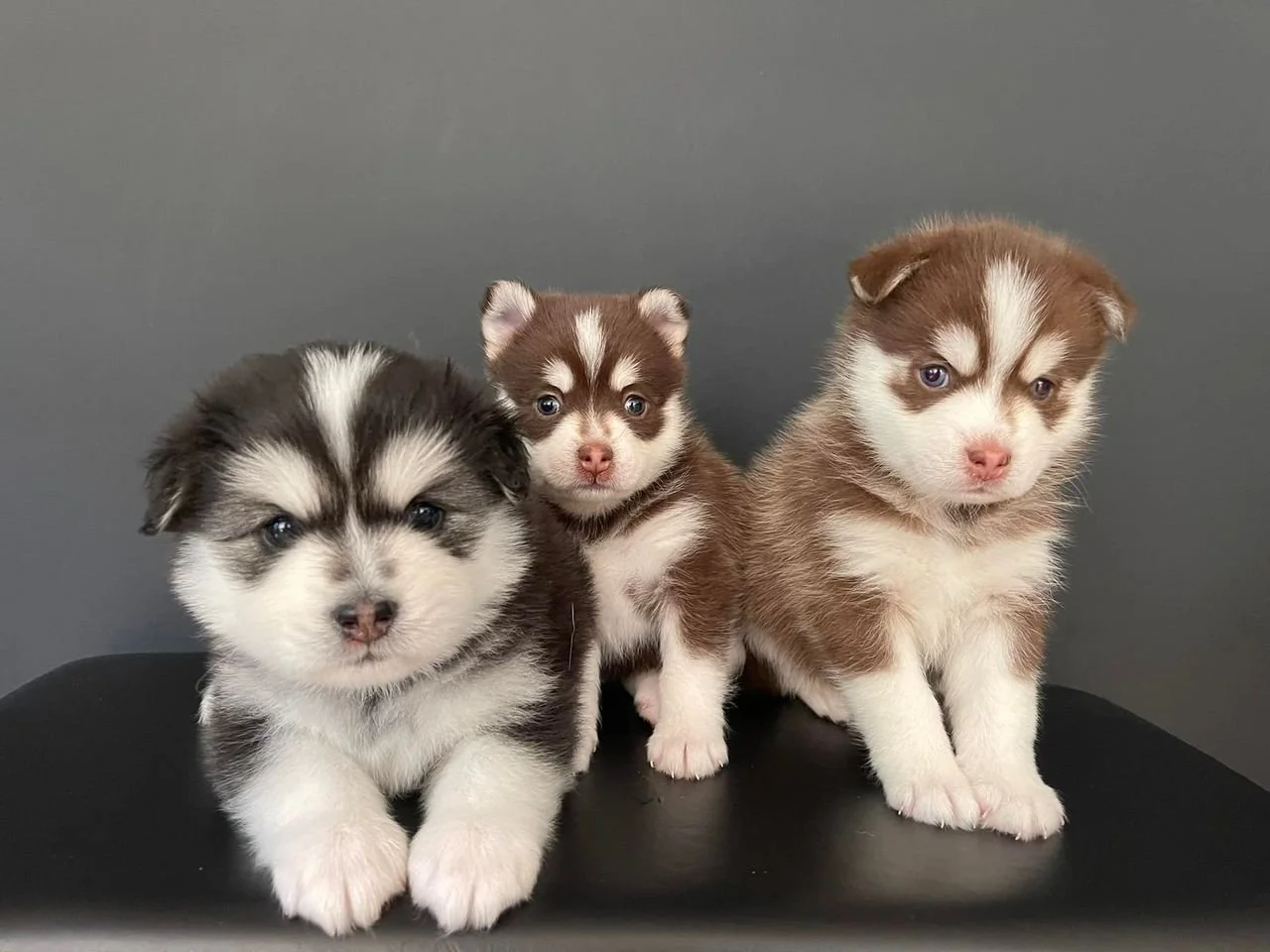 West Bay Pomsky - Adorable Pomsky Puppies for Sale in Michigan