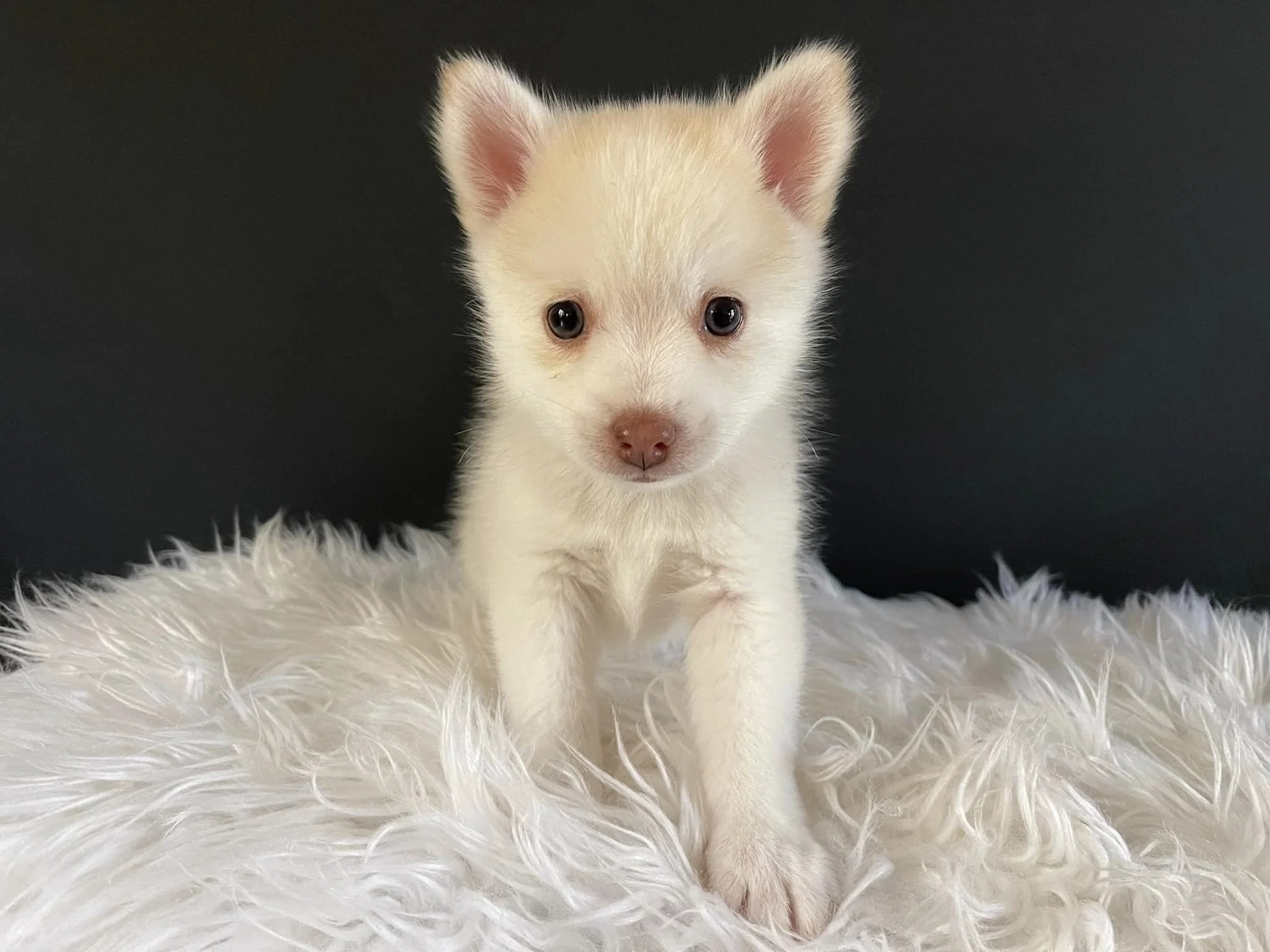 Available Puppies | Pomsky Puppies Now Available for Adoption in ...