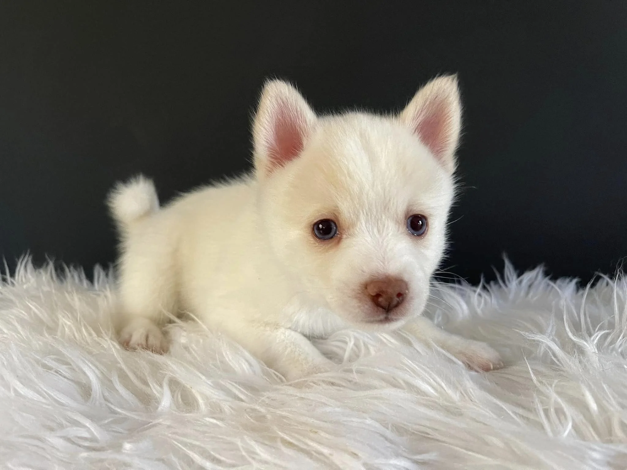 Available Puppies | Pomsky Puppies Now Available for Adoption in ...