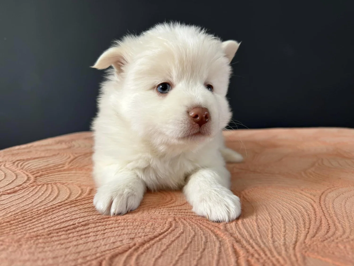 Available Puppies | Pomsky Puppies sale in Michigan | Shipped anywhere ...