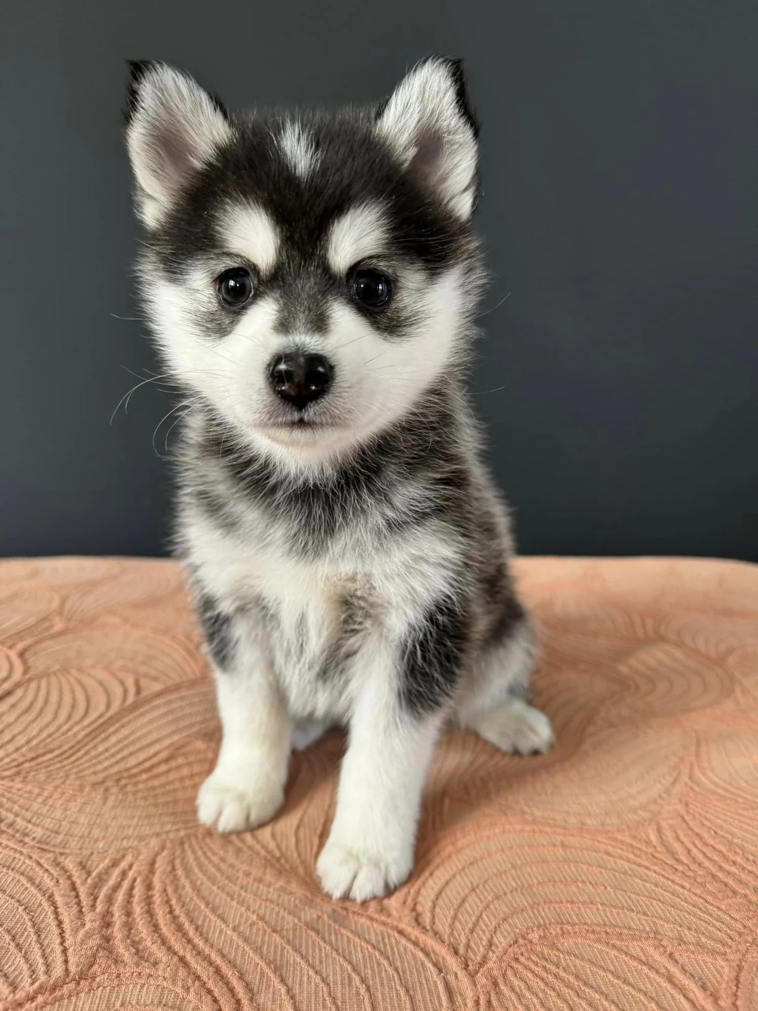 Available Puppies | Pomsky Puppies sale in Michigan | Shipped anywhere ...