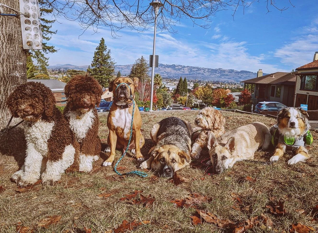 Savvy Dog Society LLC