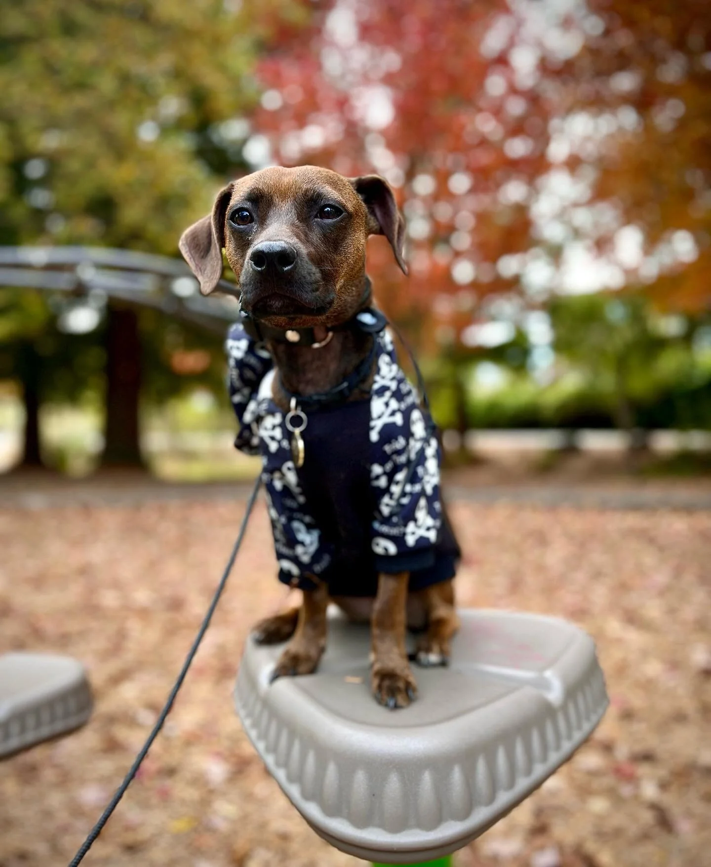 Savvy Dog Society LLC