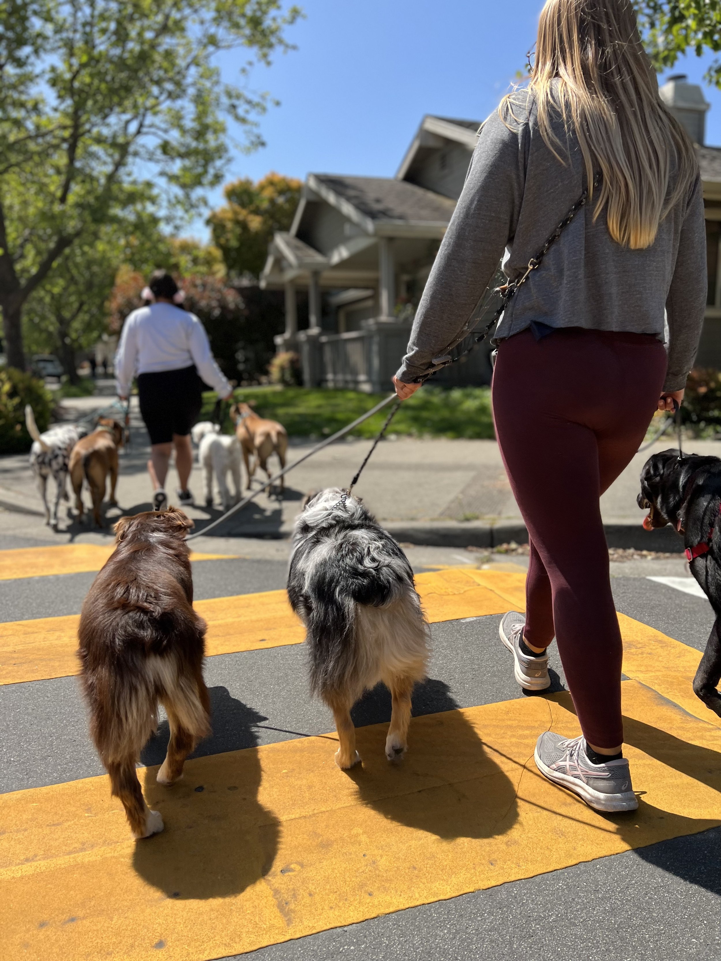 Savvy Dog Society LLC