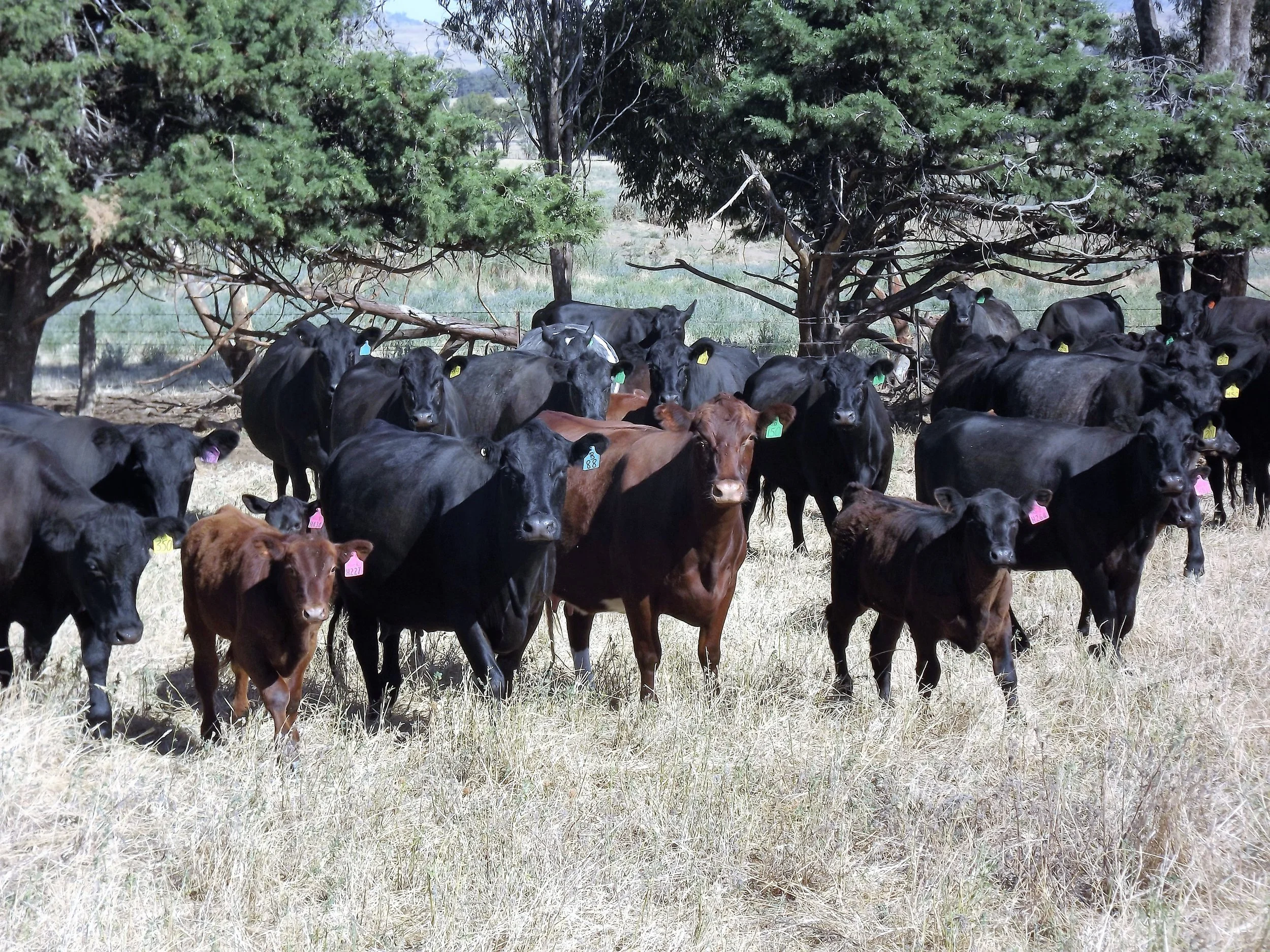 What Do Blue E Cattle Look Like — Blue-E - Breeding tomorrows beef ...