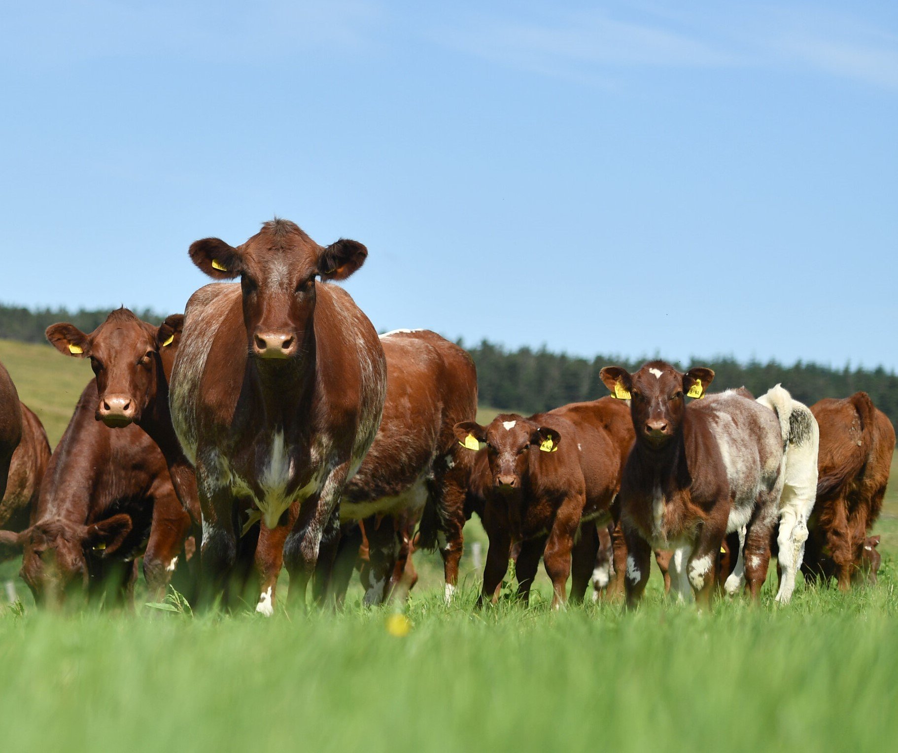 What Is The Blue E Story — Blue-E - Breeding tomorrows beef... today!