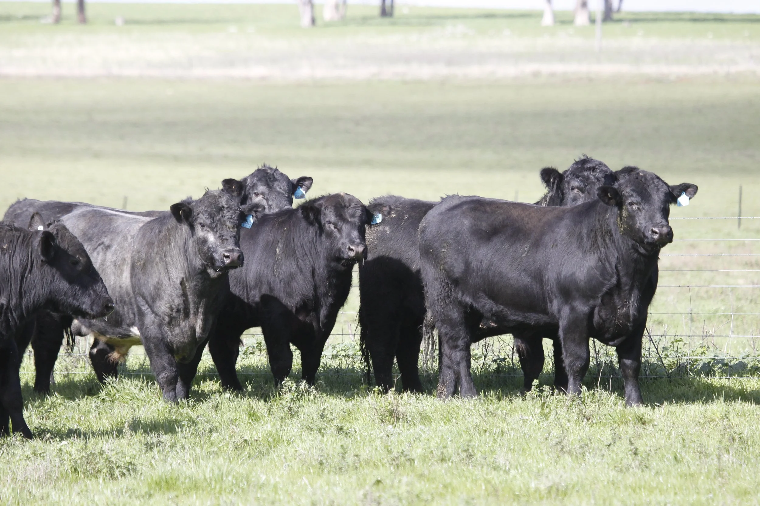 What Do Blue E Cattle Look Like — Blue-E - Breeding tomorrows beef ...