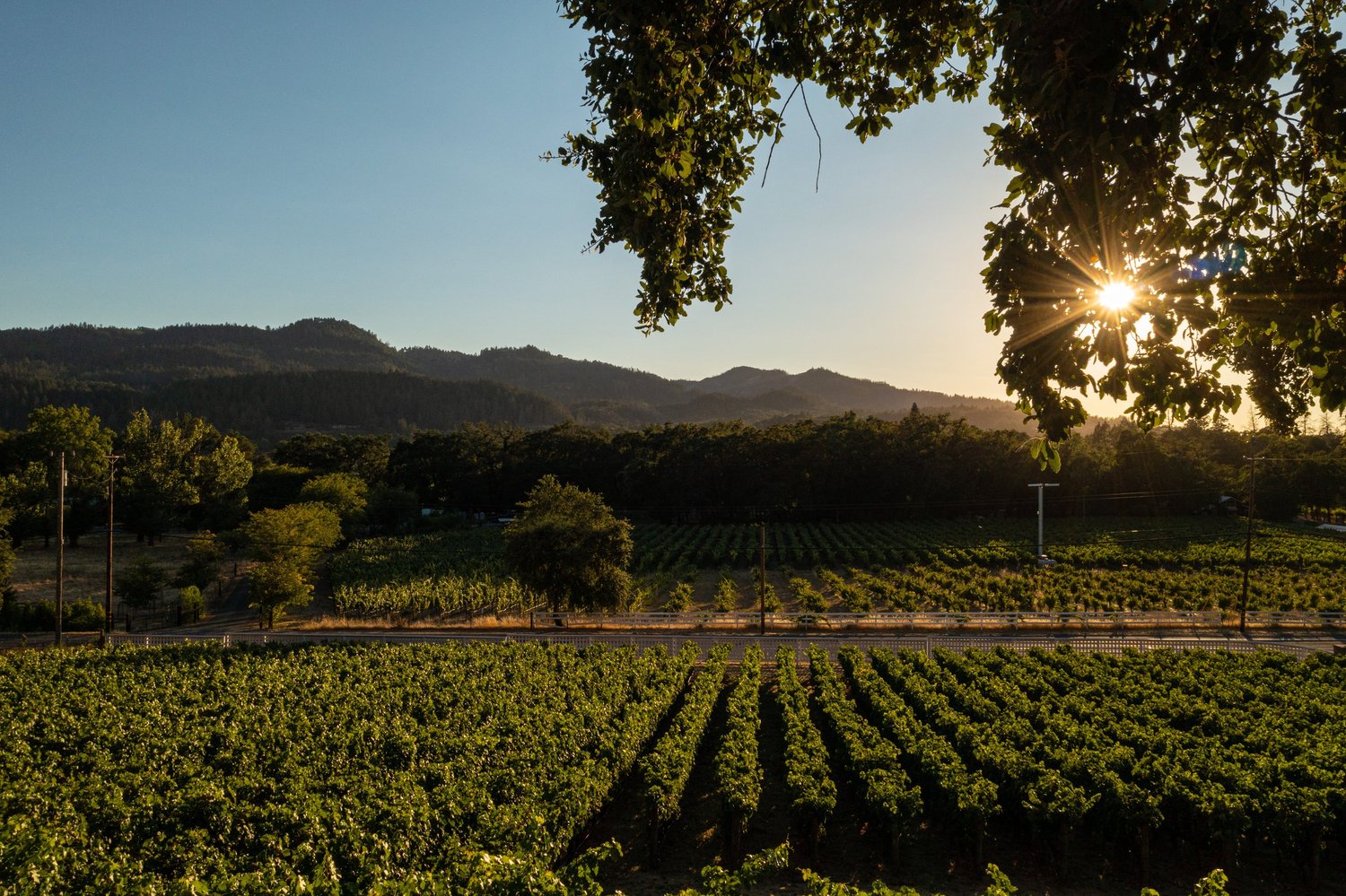Mowe Napa Valley