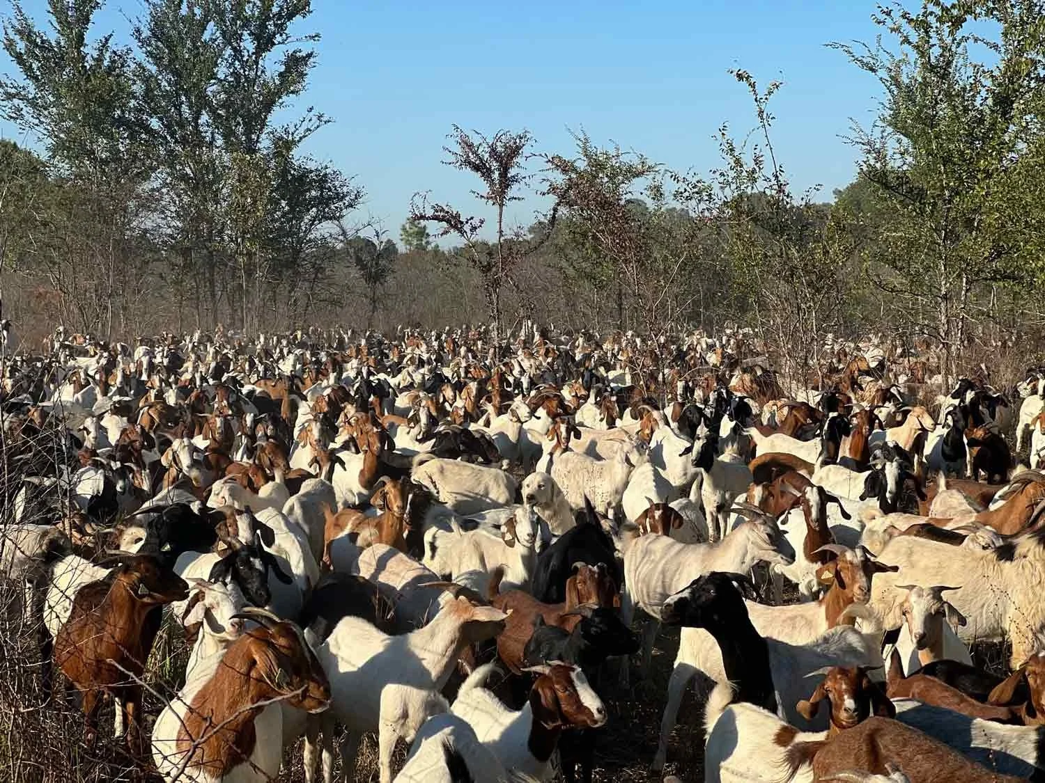 Community Development — Oxland