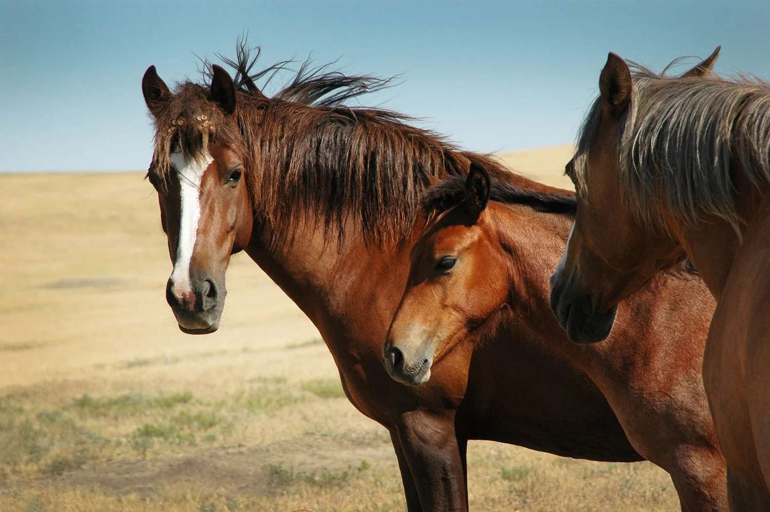 Resources — Spanish Mustang Foundation