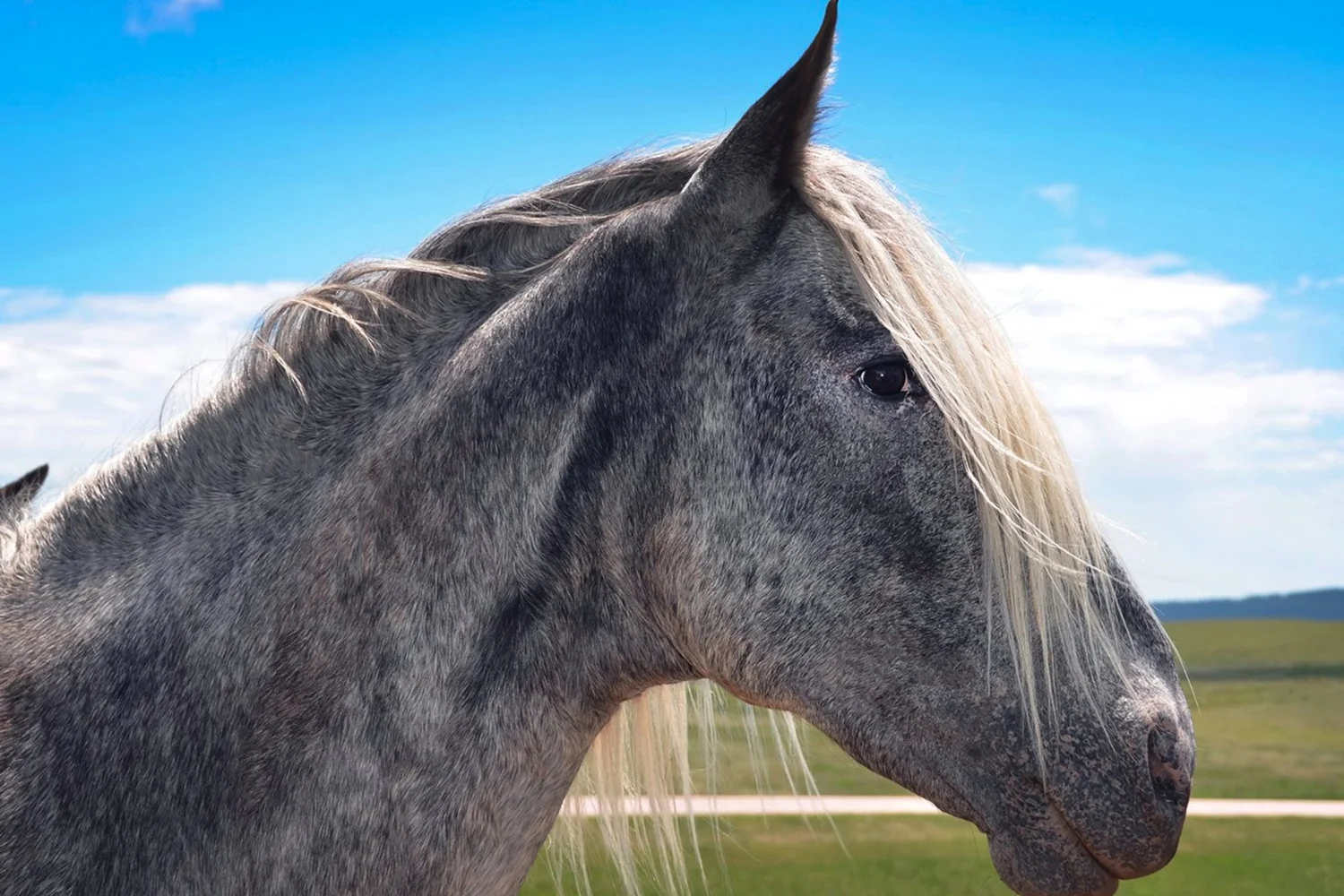 Resources — Spanish Mustang Foundation