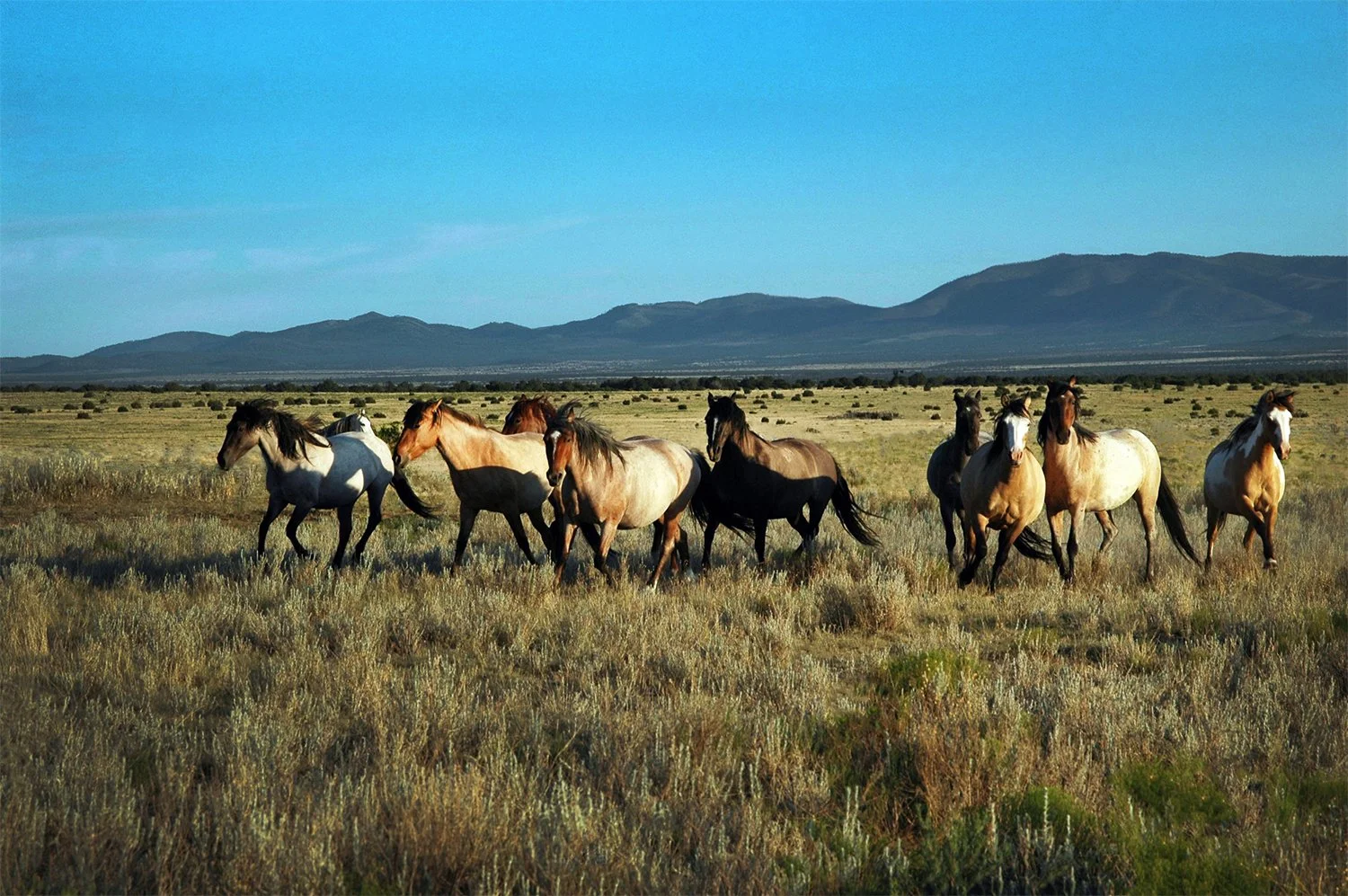 Resources — Spanish Mustang Foundation