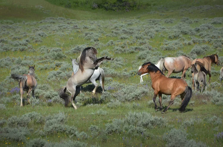 History of Spanish Mustangs — Spanish Mustang Foundation