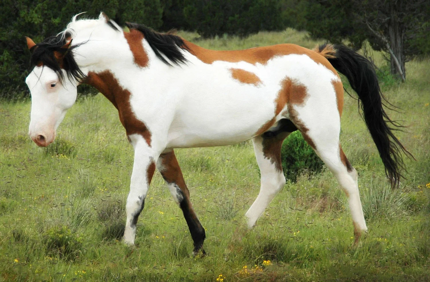History of Spanish Mustangs — Spanish Mustang Foundation