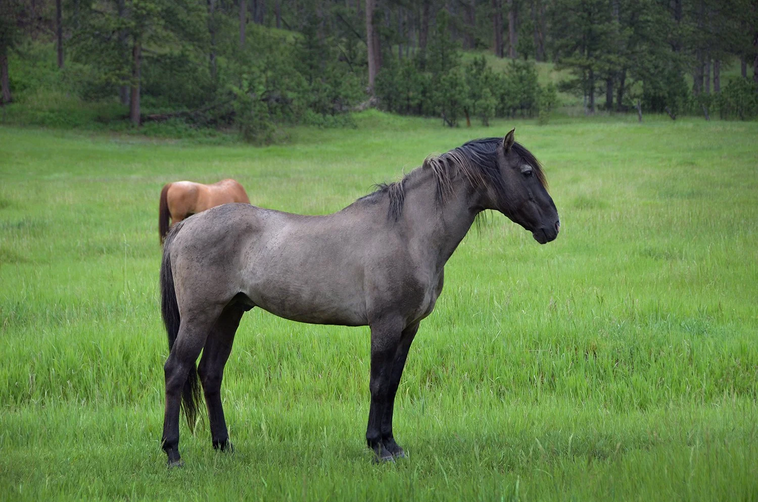 Photo Gallery — Spanish Mustang Foundation