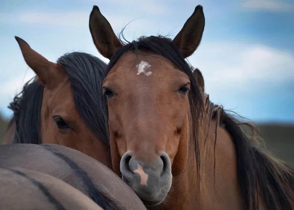 Resources — Spanish Mustang Foundation