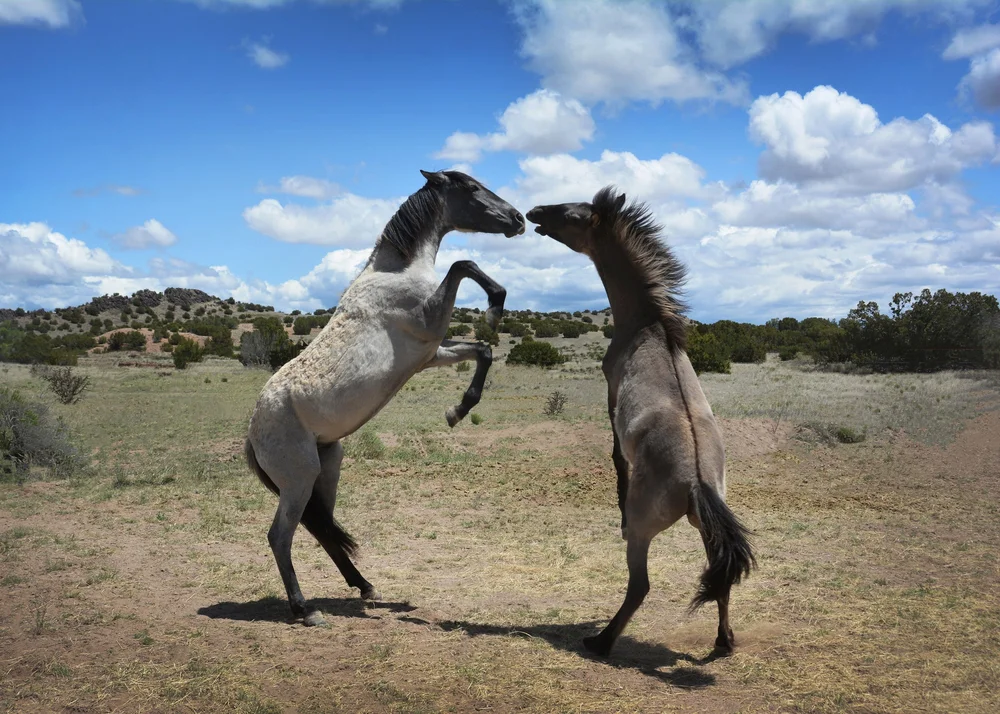 Contact — Spanish Mustang Foundation