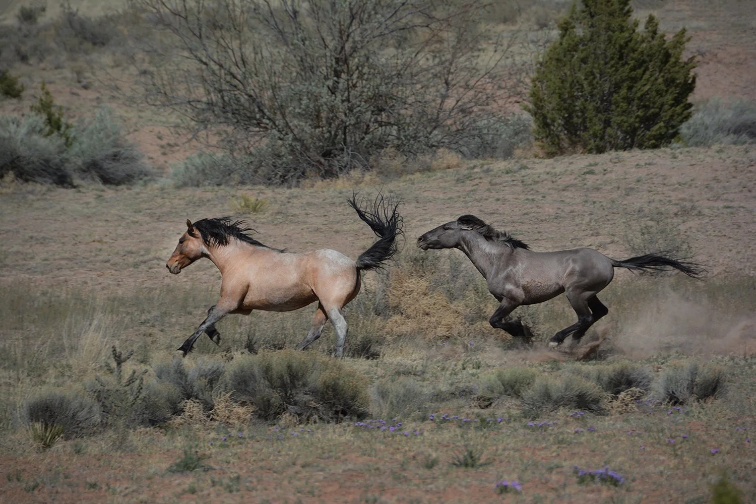 Photo Gallery — Spanish Mustang Foundation