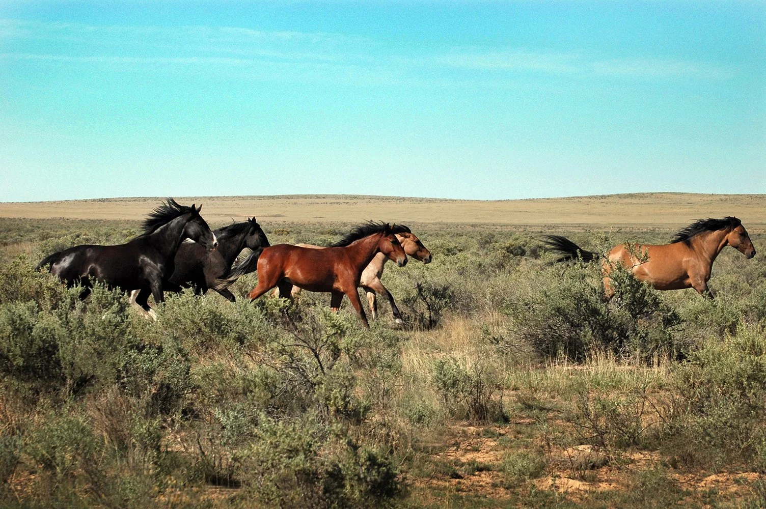 Spanish Mustang Foundation