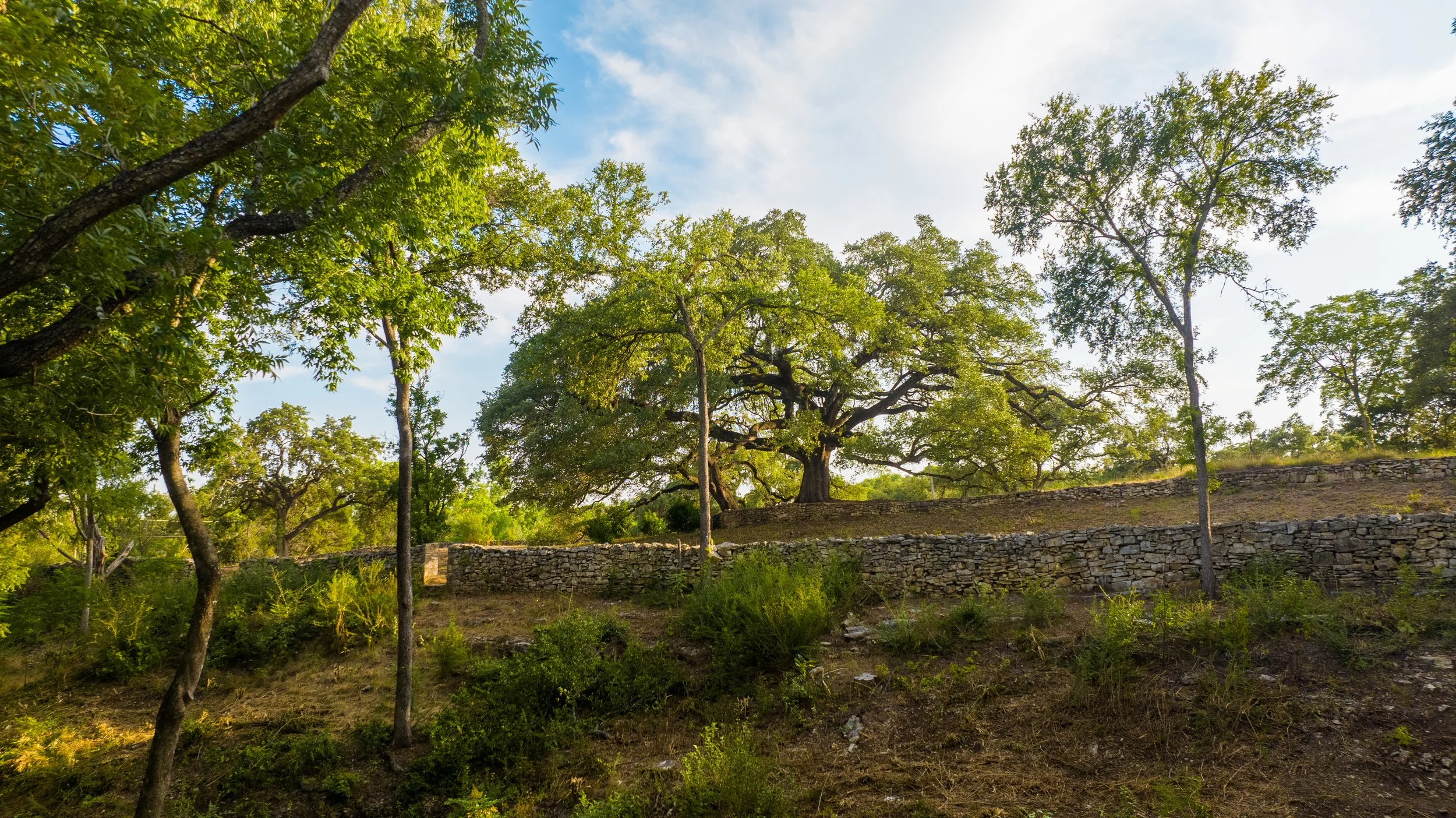 History — OLD OLIVER RANCH