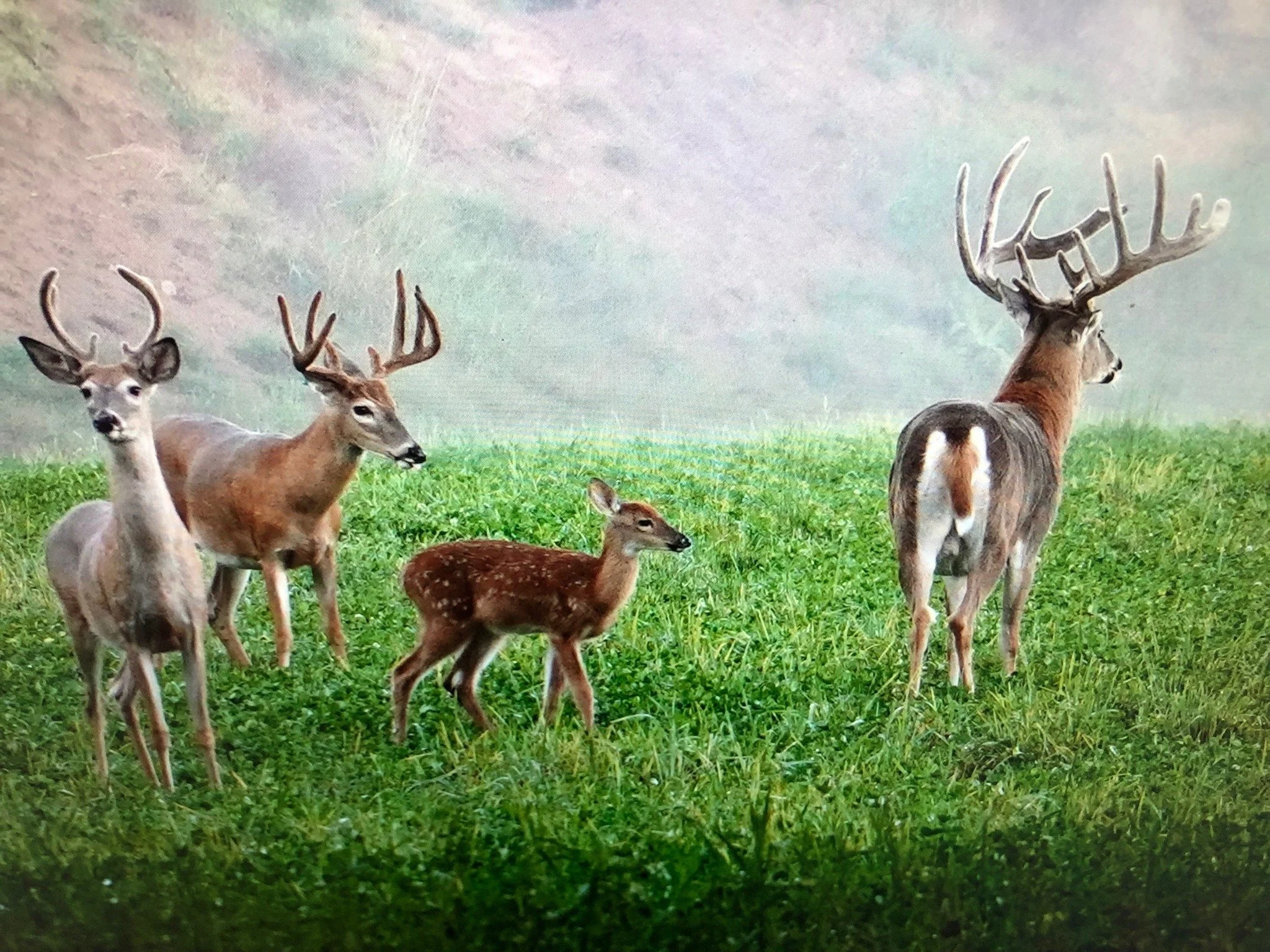 Genetics — Next Level Whitetails