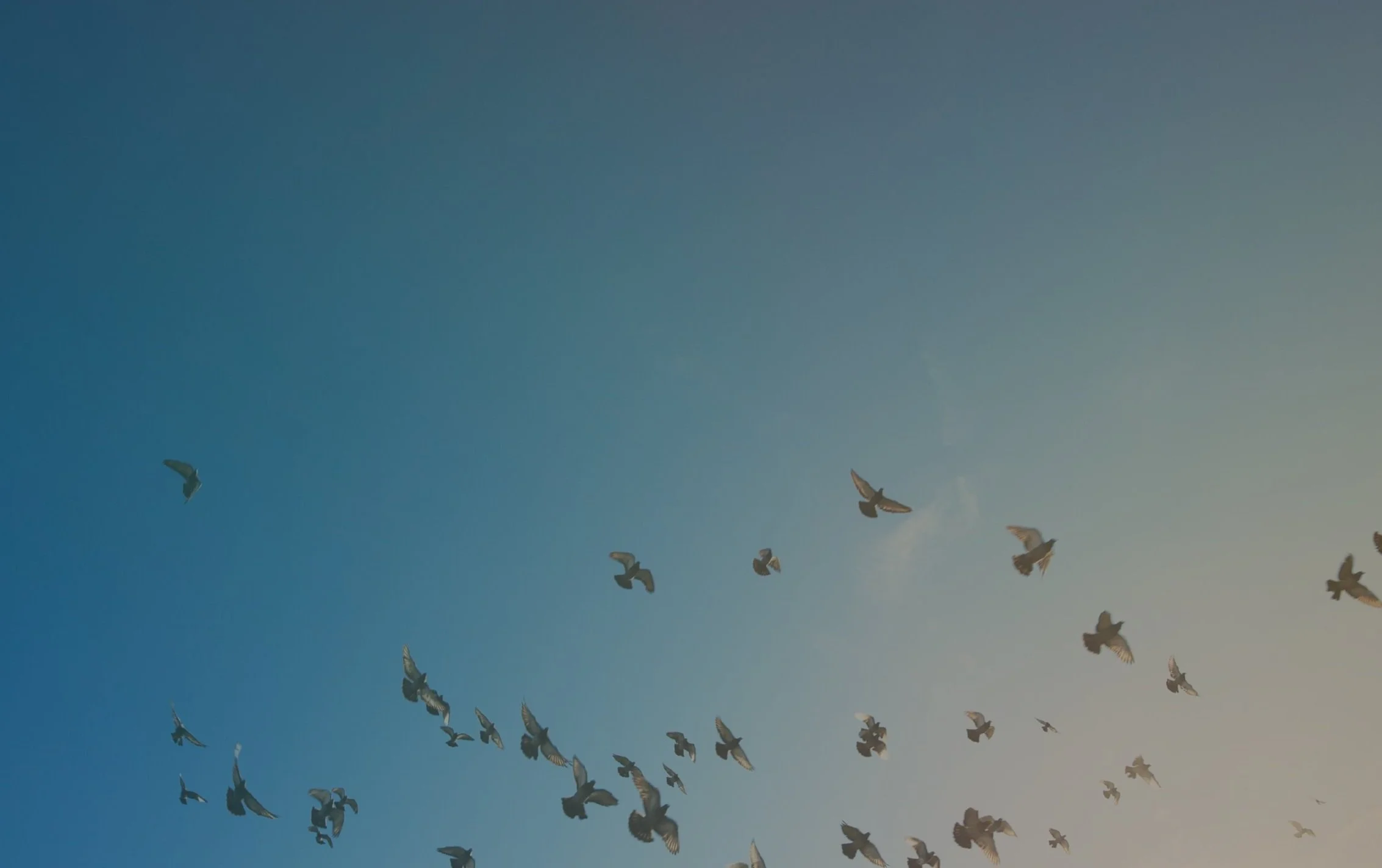 The Set Free Movement | Human Trafficking | Reduce Vulnerablities