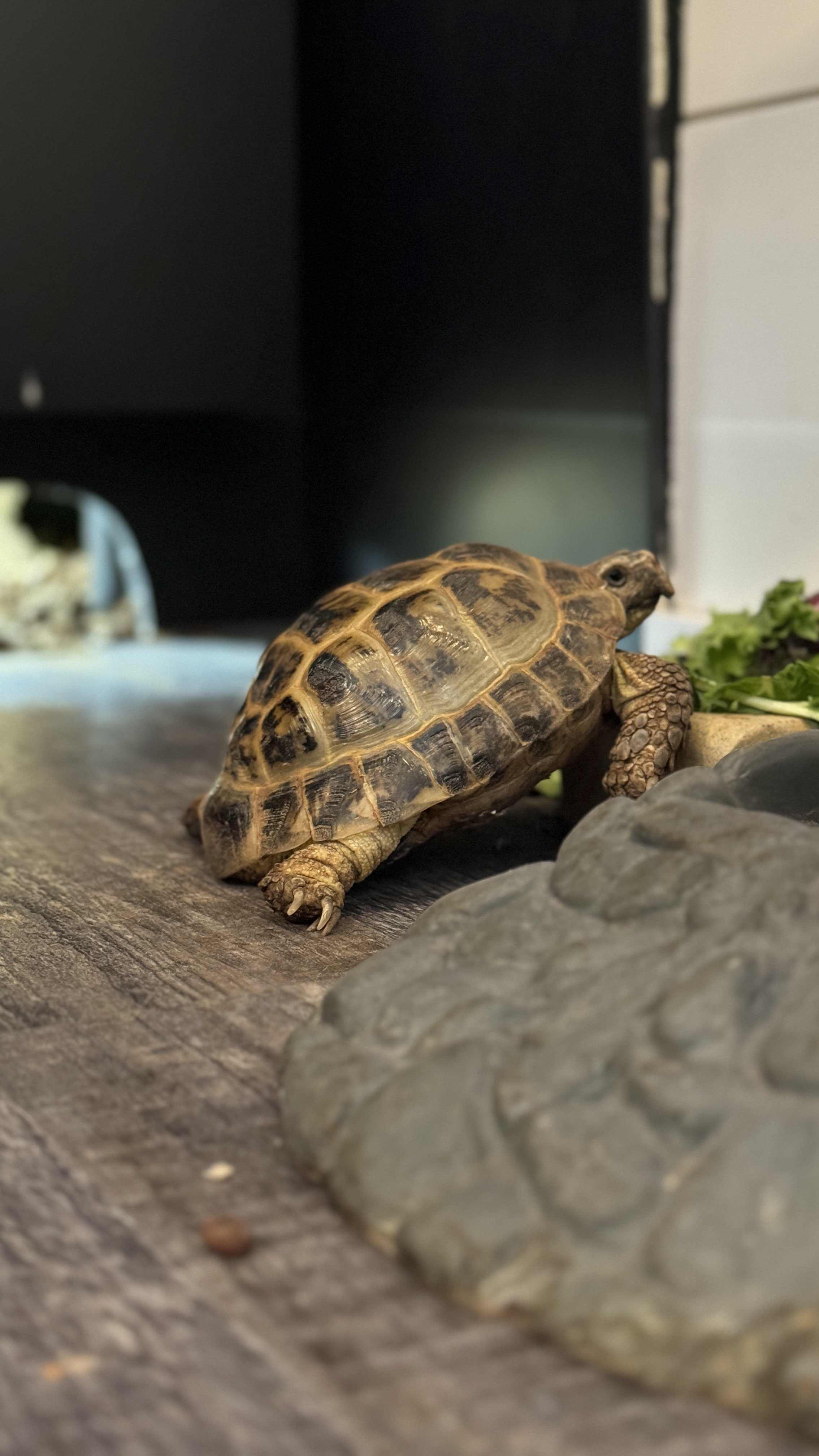 Expedition Turtle — Drive The Globe | Overland Adventures