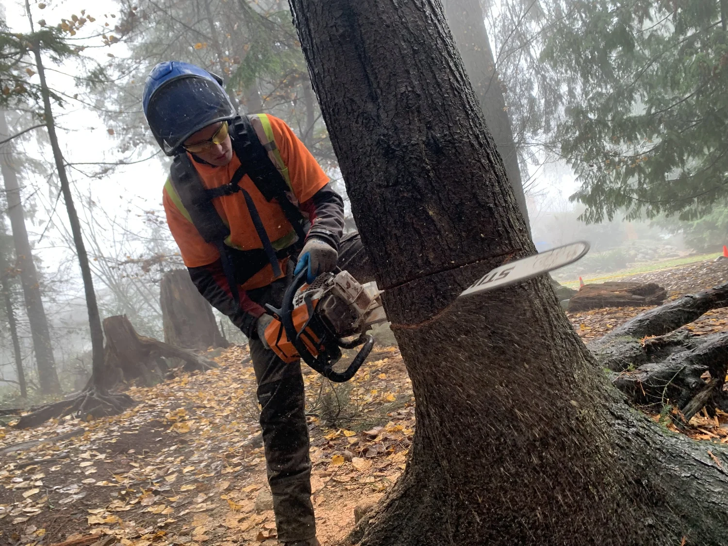Qualifications — Western Arborist Association