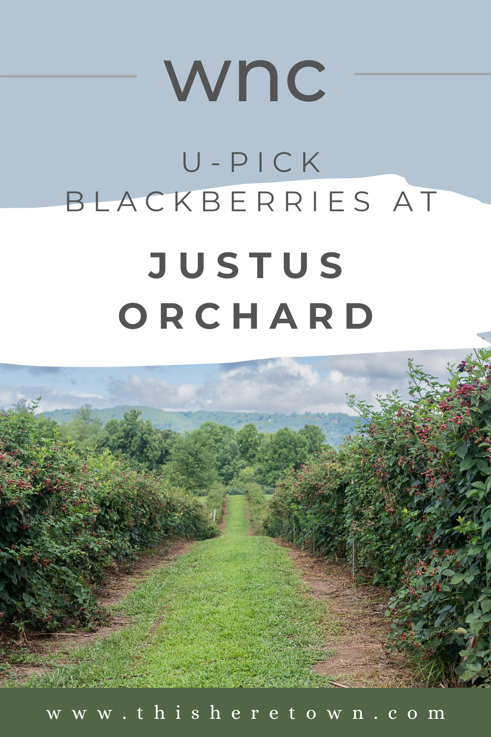 U-pick Blackberries at Justus Orchard — This Here Town