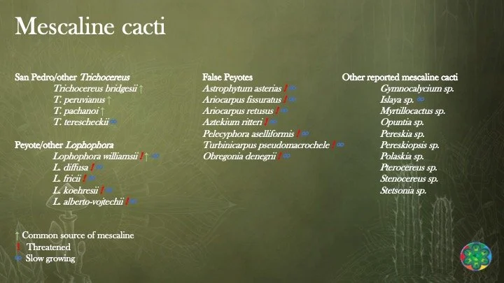 Psychedelic Cacti: Consuming San Pedro, Peyote and Mescaline — The ...
