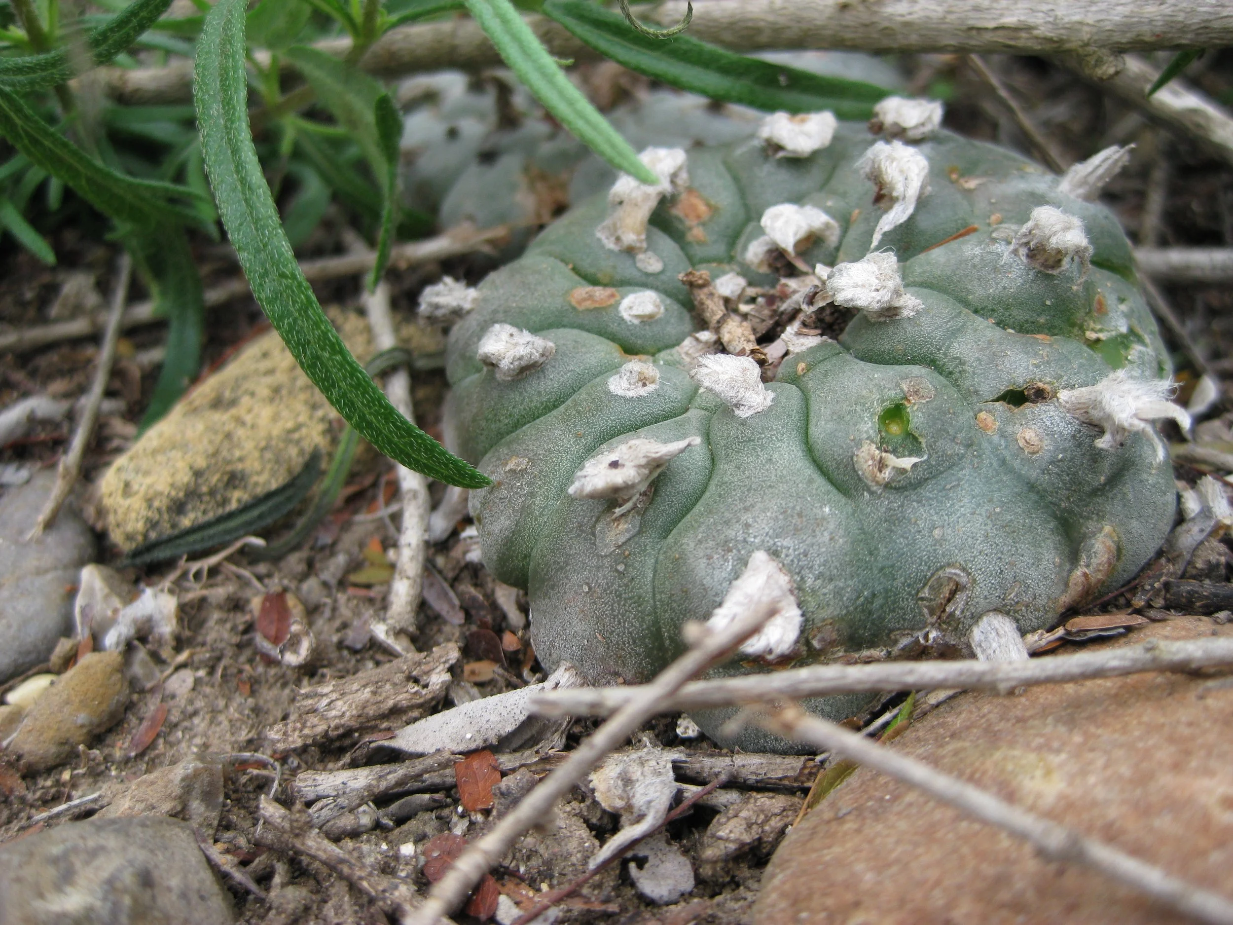 Psychedelic Cacti: Consuming San Pedro, Peyote and Mescaline — The ...