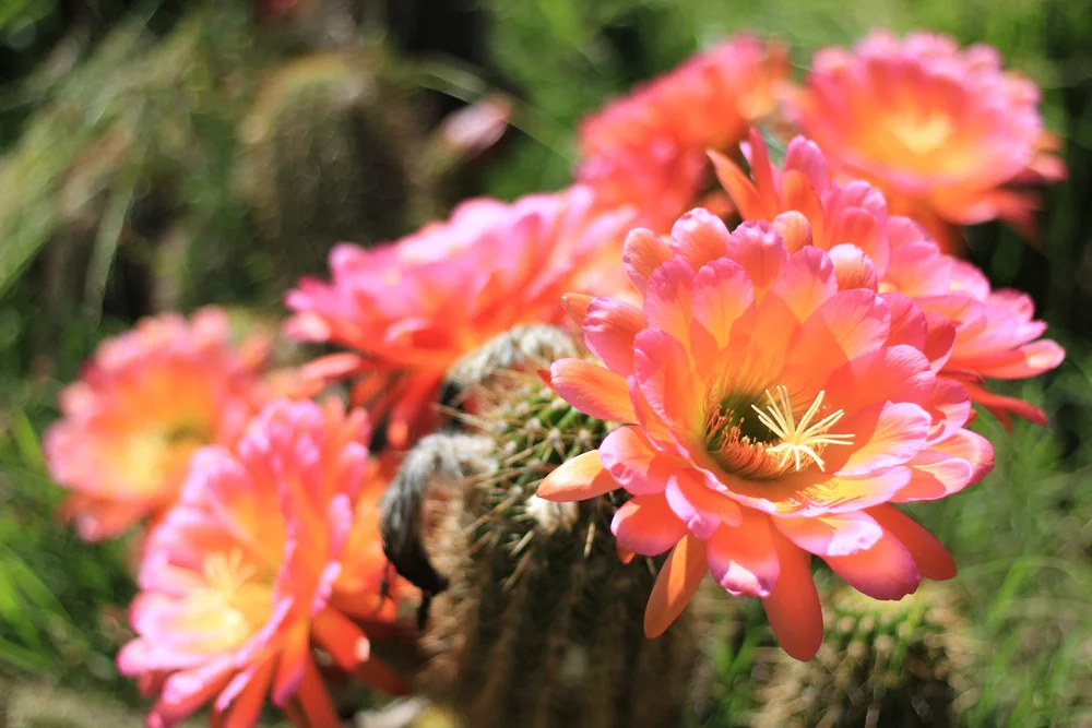 The Mescaline Garden