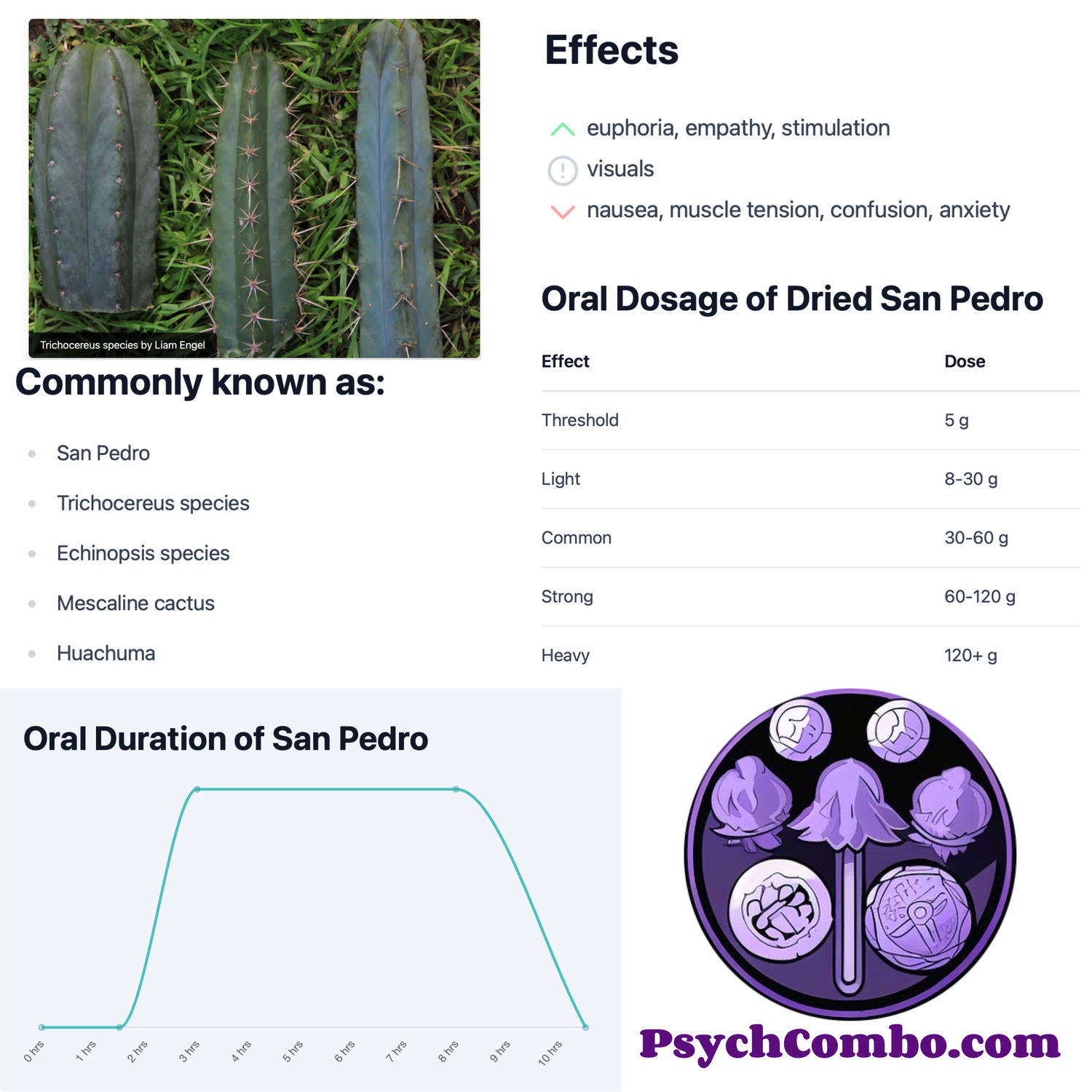 Psychedelic Cacti: Consuming San Pedro, Peyote and Mescaline — The ...
